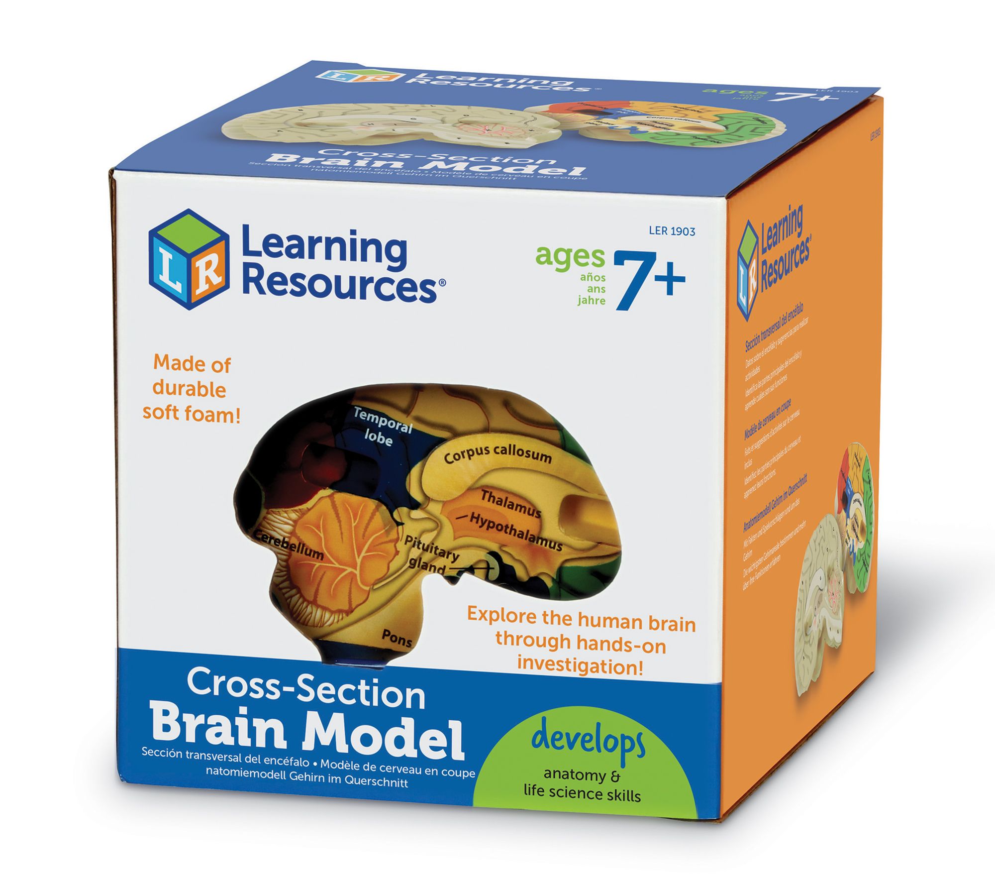 Learning Resources Cross-Section Human Brain 24Model - QVC.com