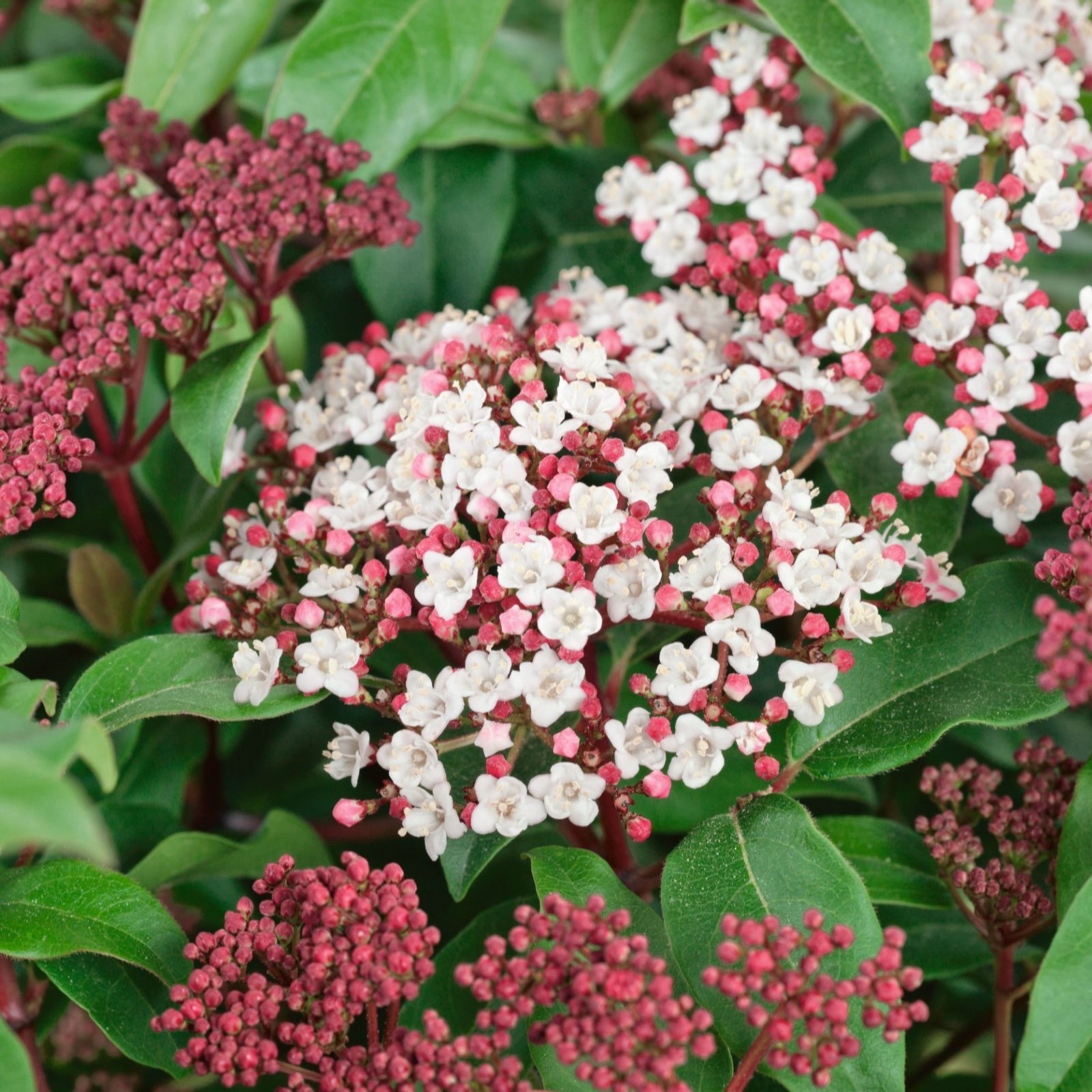 Plants2Gardens Viburnum Tinus Lisa Rose in 4.5 Litre Pot - QVC UK