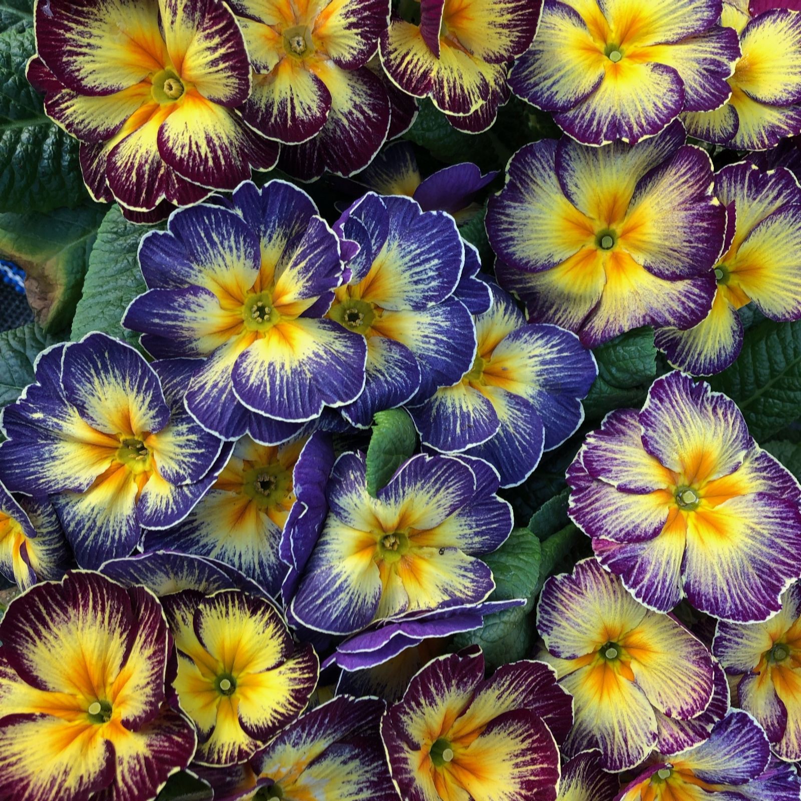 Plants2Gardens 20x Primrose Antique Star Flame in 5cm Pots - QVC UK