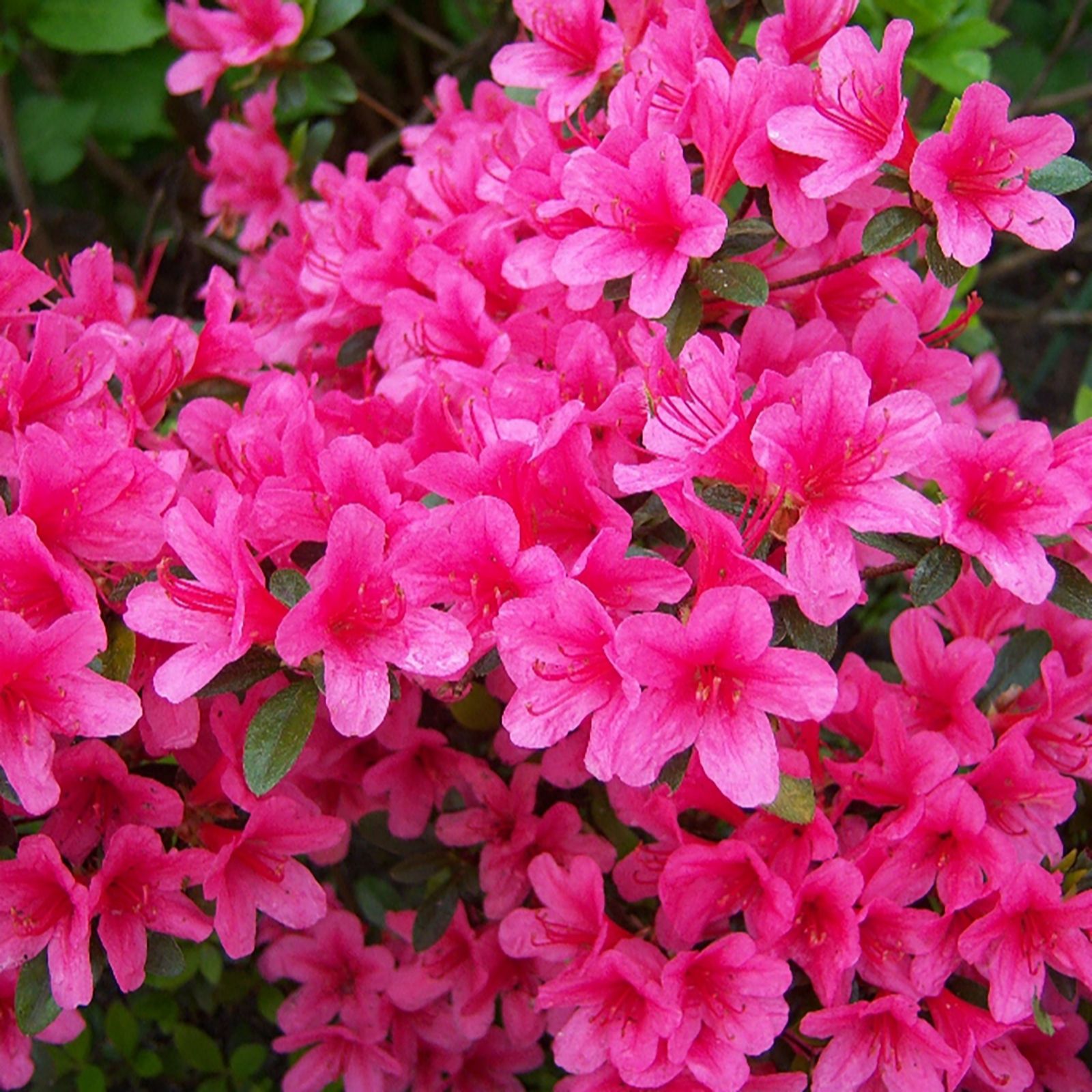 Plants 2 Gardens Azalea Anouk Shrub In 5 Litre Pot QVC UK