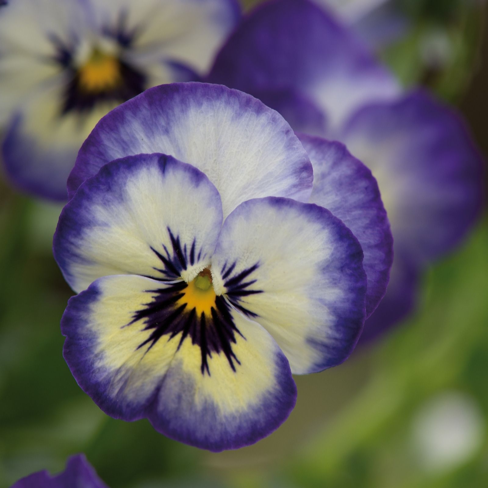 Plants2Gardens Primrose Vanilla Sky Plugs x 20 & Viola Blueberry Plugs ...