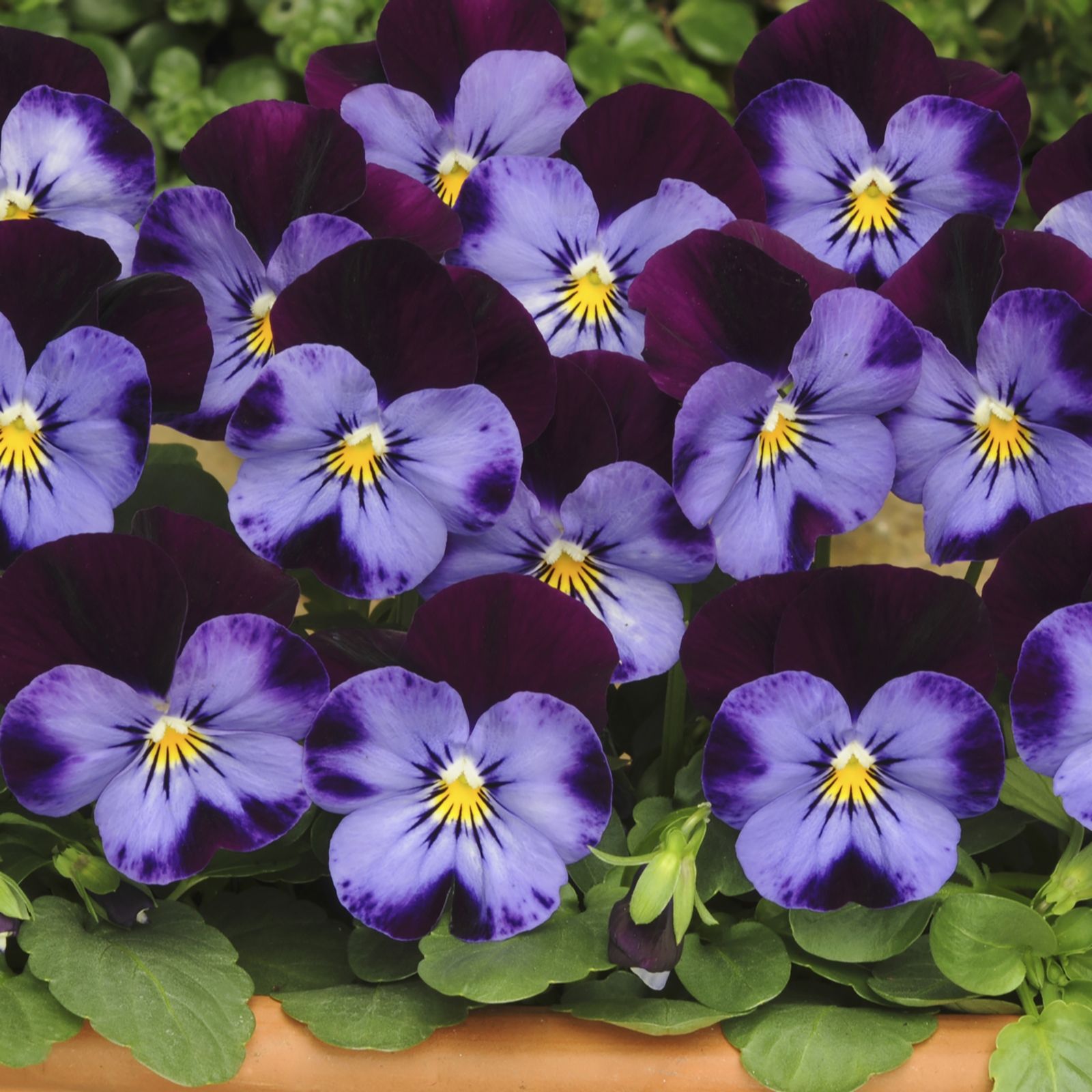 Plants2Gardens Primrose Vanilla Sky Plugs x 20 & Viola Blueberry Plugs ...