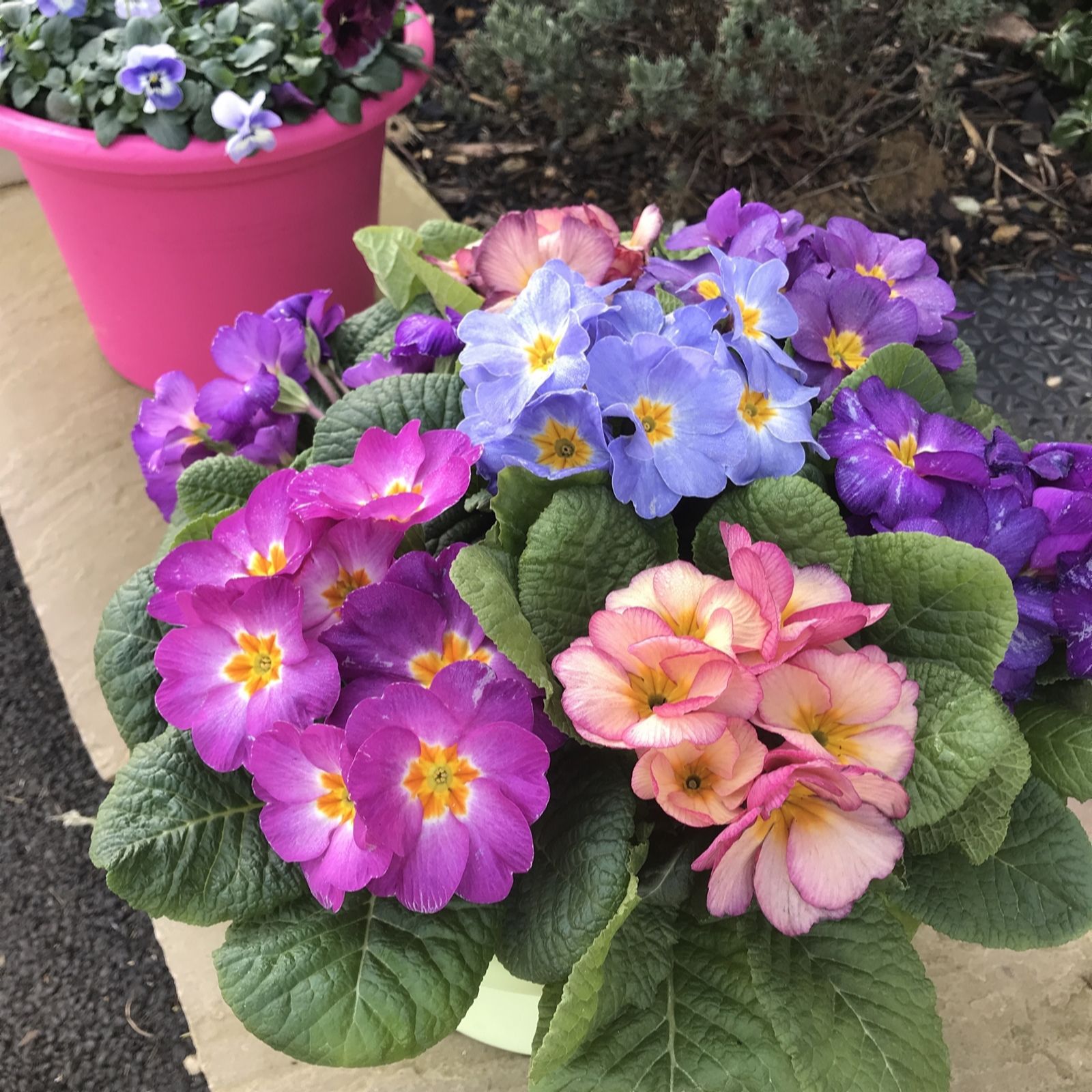 Plants2Gardens Garden Ready Primrose Provence X 20 QVC UK