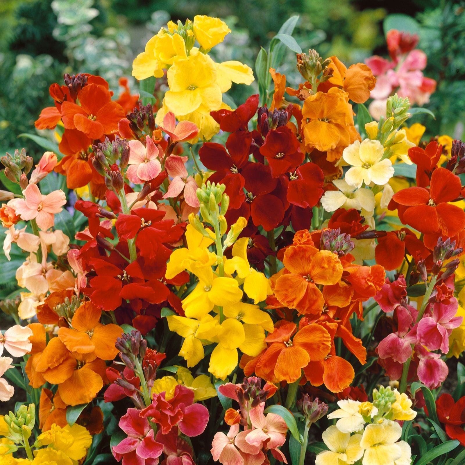 Plants2Gardens 30 x Bare Root Wallflower Tapestry Mix - QVC UK