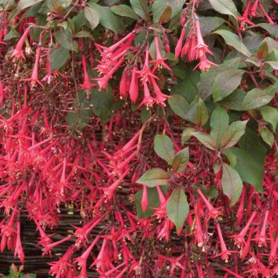 5 x 3cm Fuchsia Eruption Plugs - QVC UK