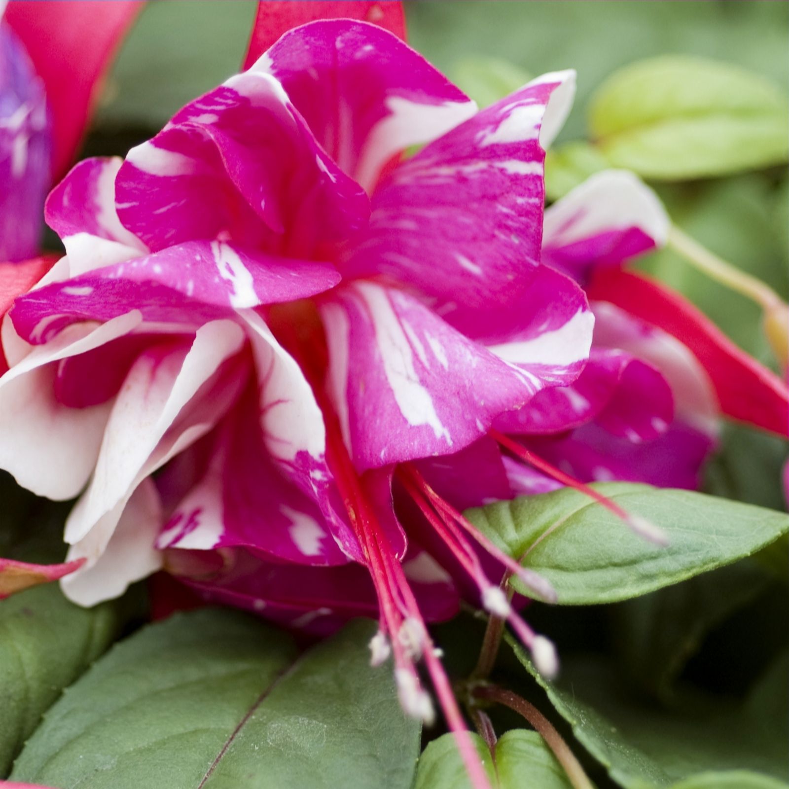 15 x Giant Marbled Fuchsia Plug Plant Collection - QVC UK