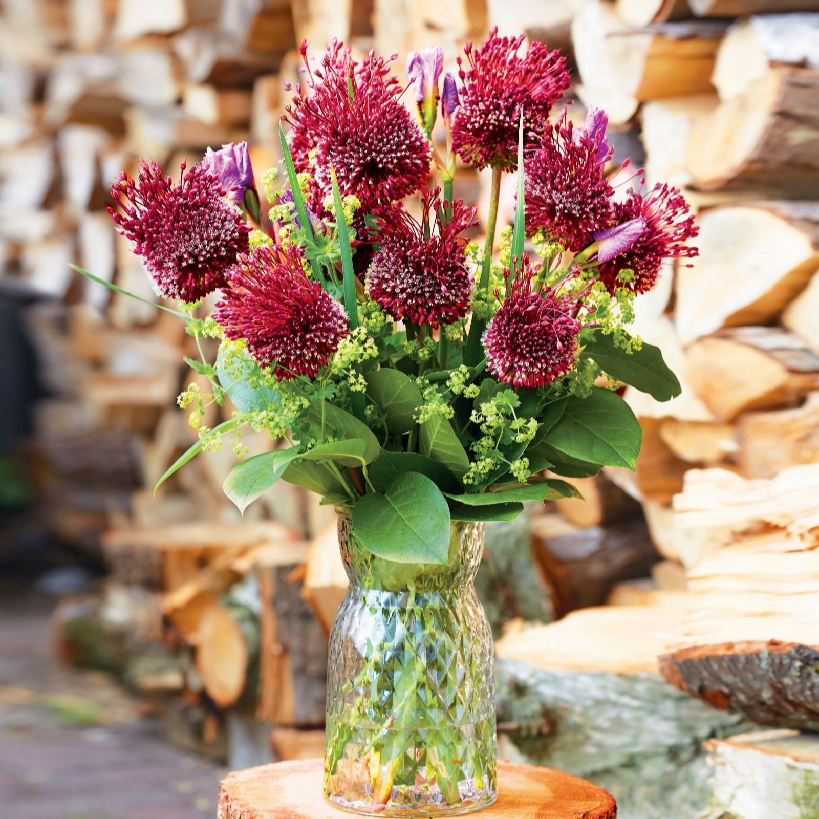 de Jager Magical Red Mohican Alliums 5x 10cm Bulbs - QVC UK