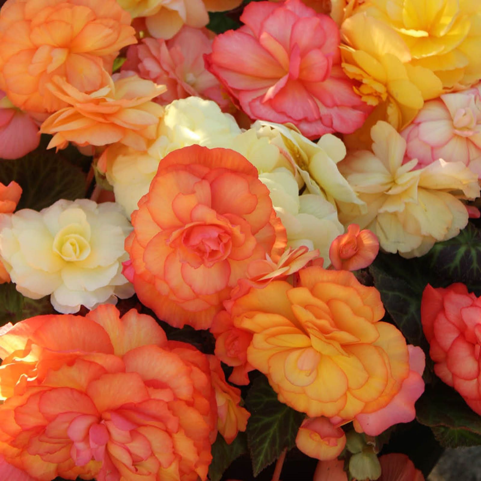 YouGarden Begonia Amber Delight plugs x12 - QVC UK