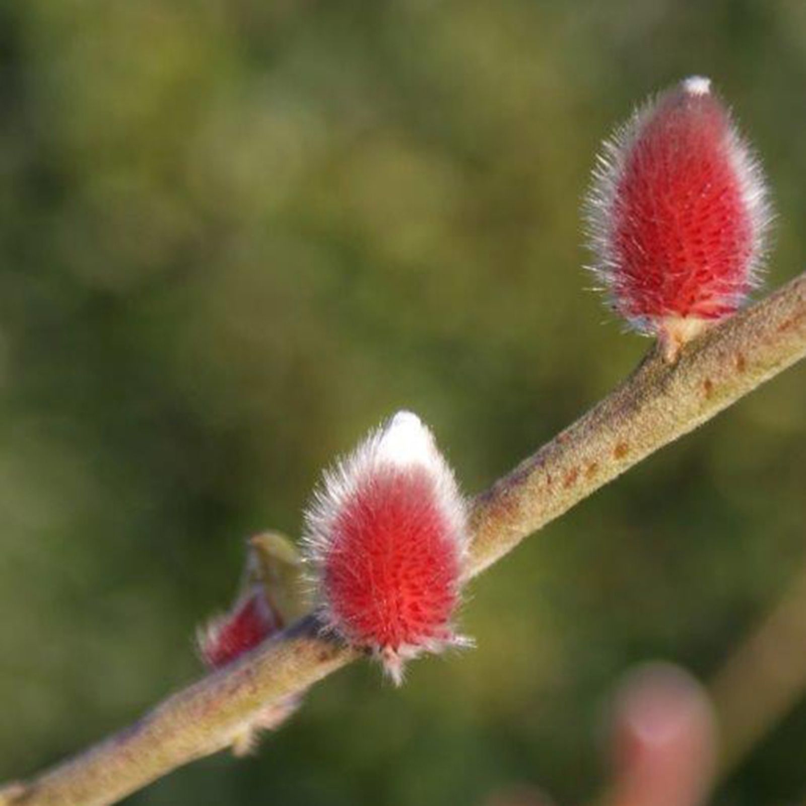 YouGarden Salix Pink Pussy Willow 'Mount Aso' Standard 65-80cm Tall ...