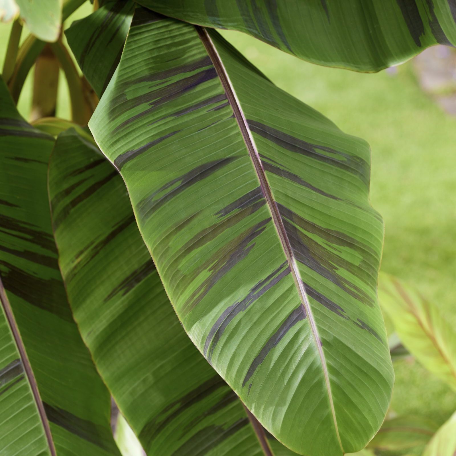 Thompson & Morgan Musa Ever Red 15cm Pot x1 - QVC UK