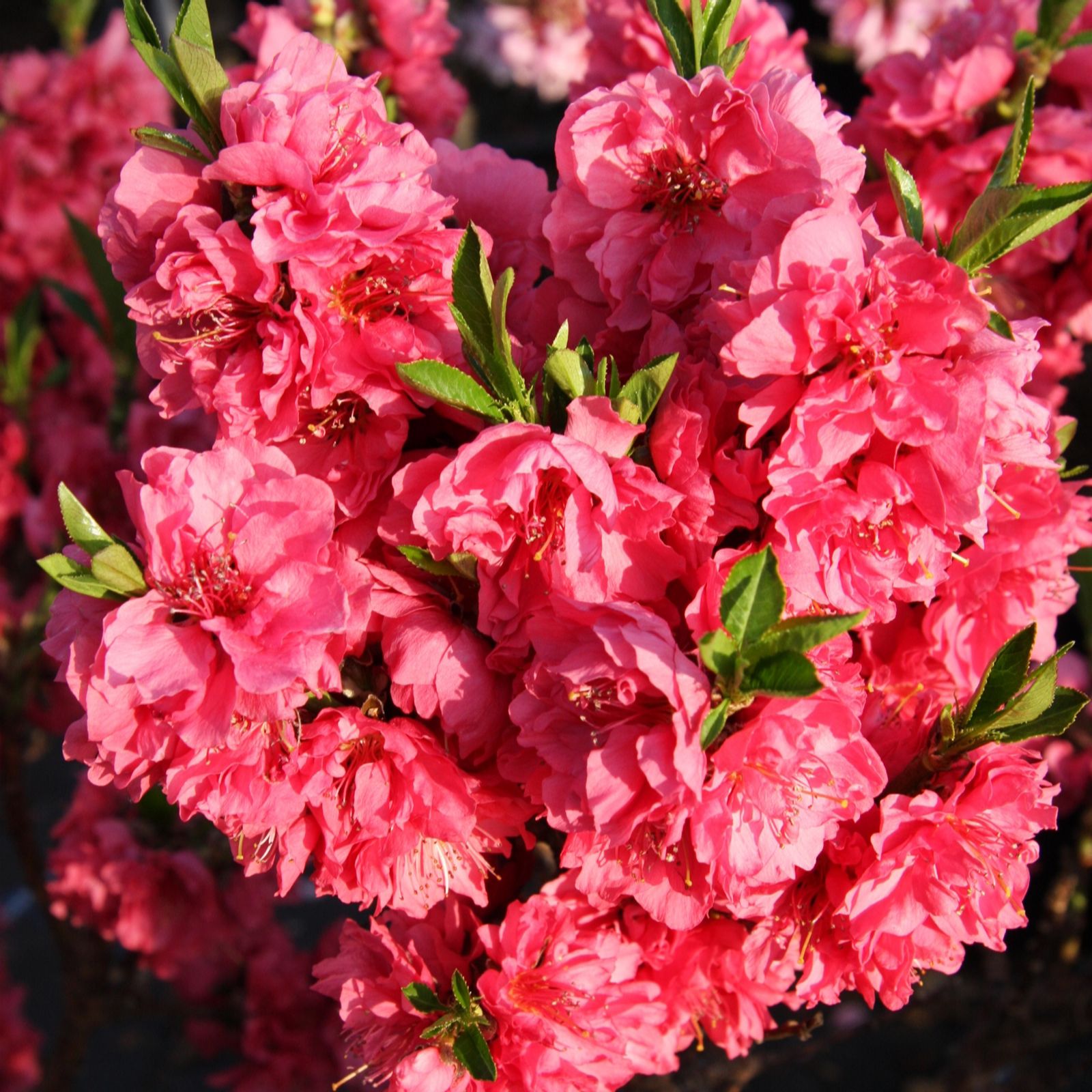 YouGarden Patio Tree Nectarine Garden Beauty bare root - QVC UK