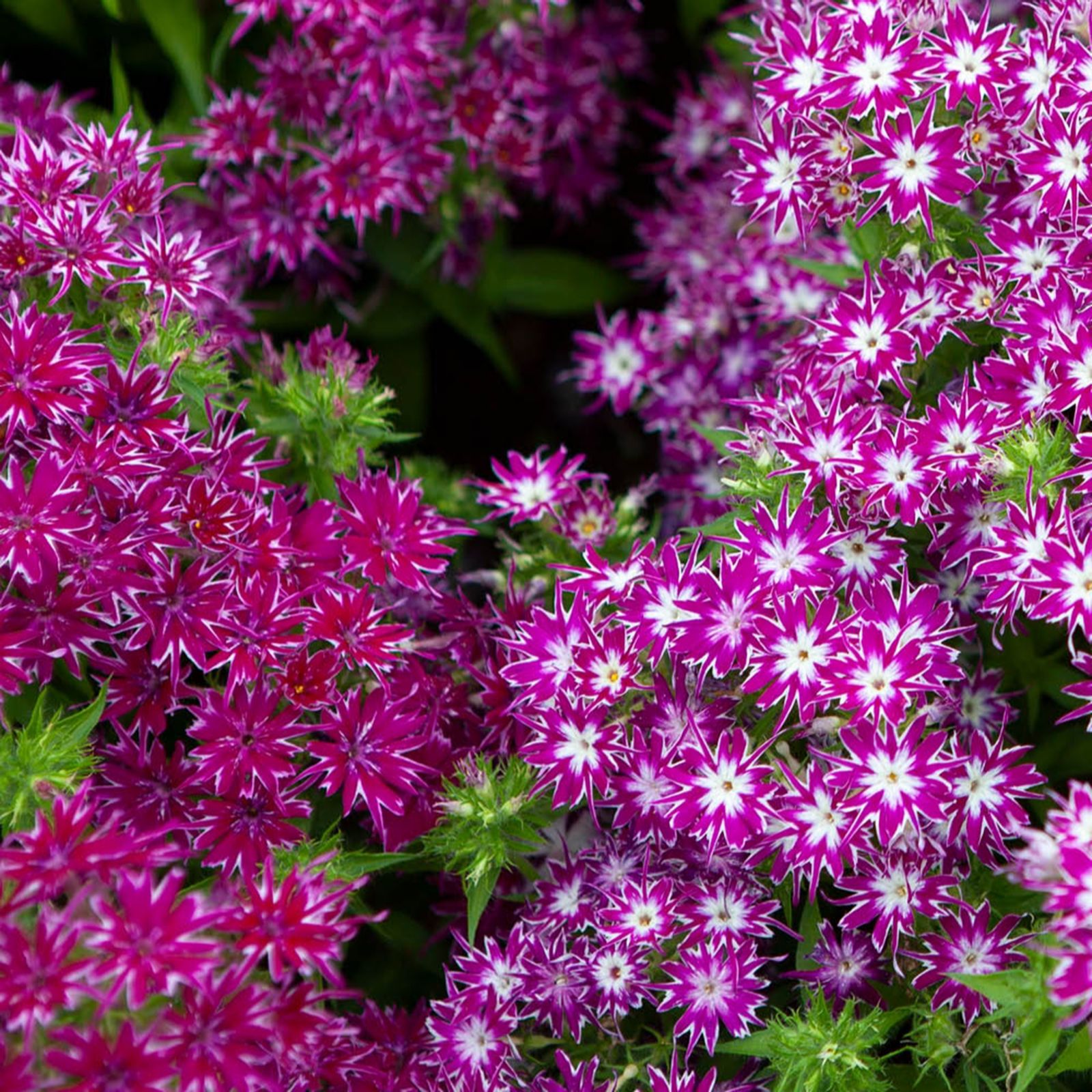 YouGarden Phlox 'Pop Stars Mix' plug plants x12 - QVC UK