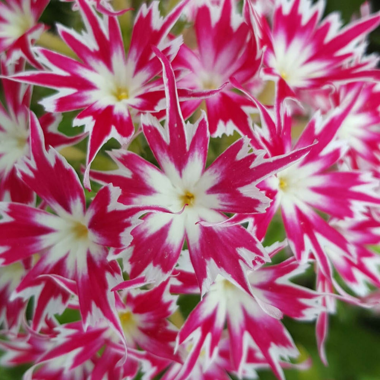 YouGarden Phlox 'Pop Stars Mix' plug plants x12 - QVC UK