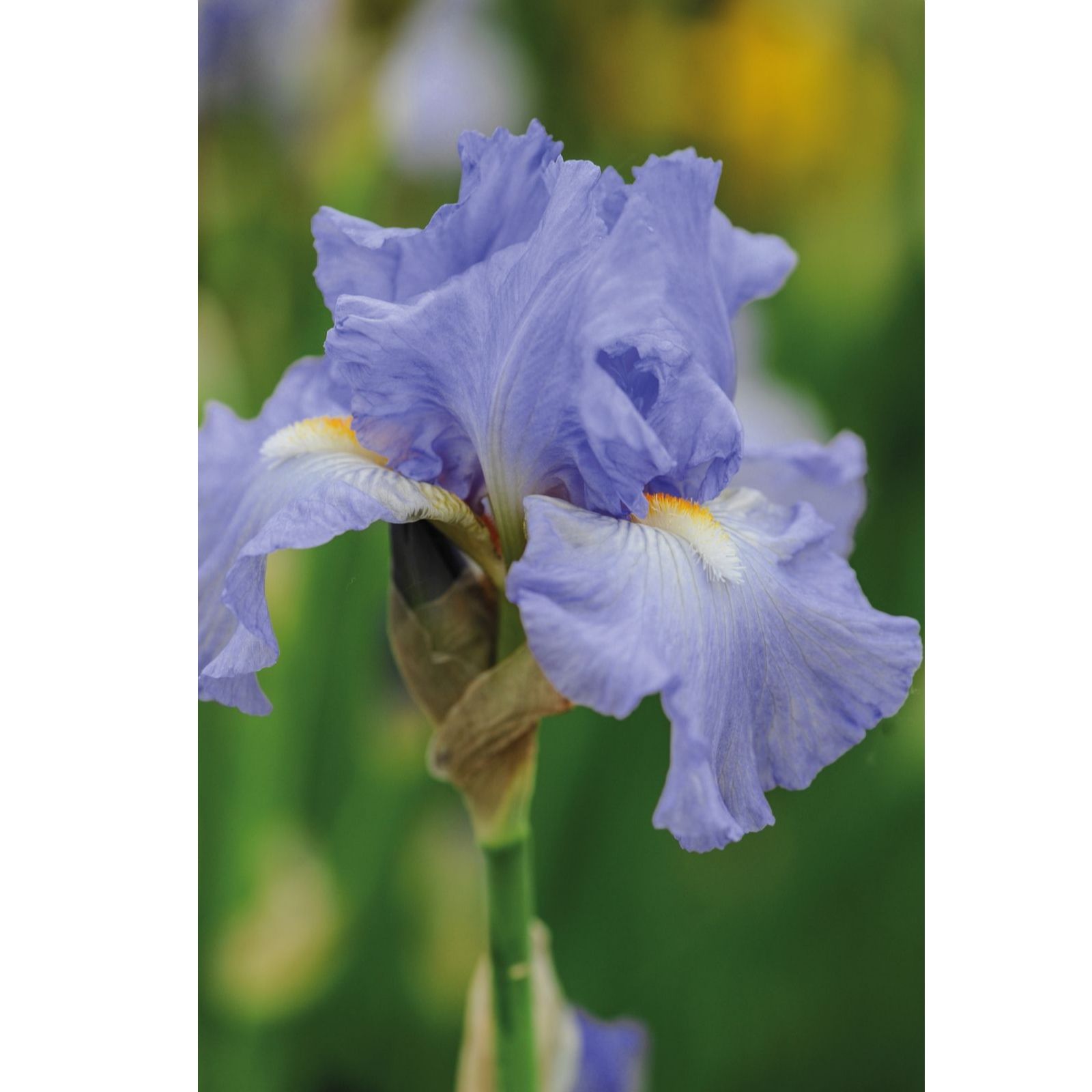Thompson & Morgan Iris Re-Blooming Collection x 5 Bare Roots - QVC UK