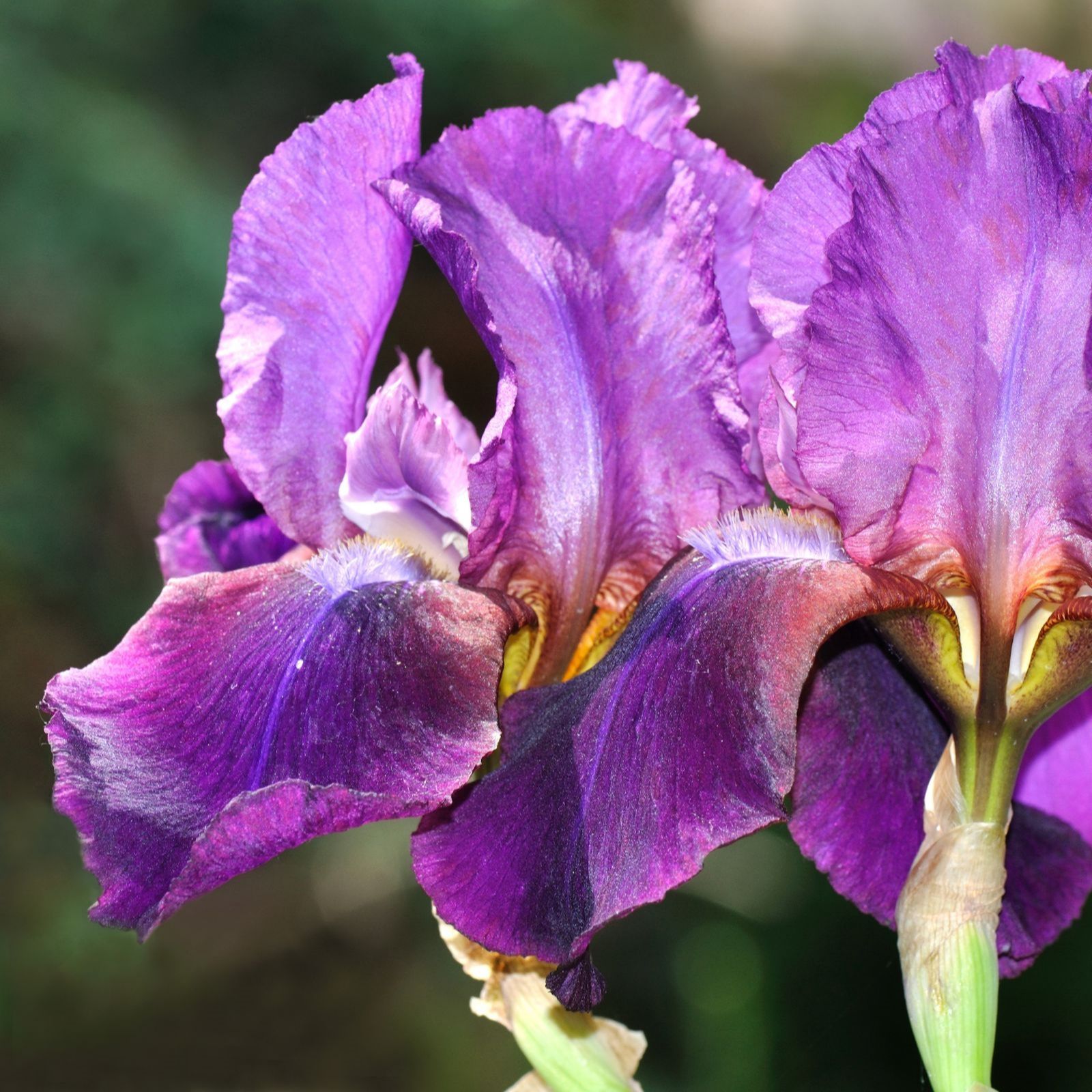 Thompson & Morgan Iris Re-Blooming Collection x 5 Bare Roots - QVC UK