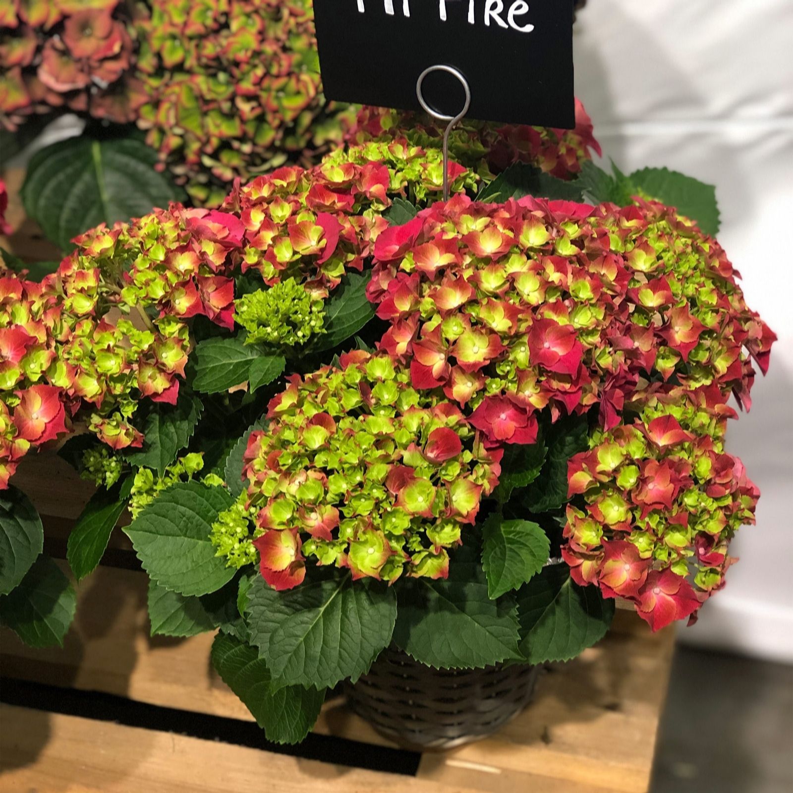Plants2Gardens Hydrangea Hi Fire Red in 4.5 Litre Pot - QVC UK