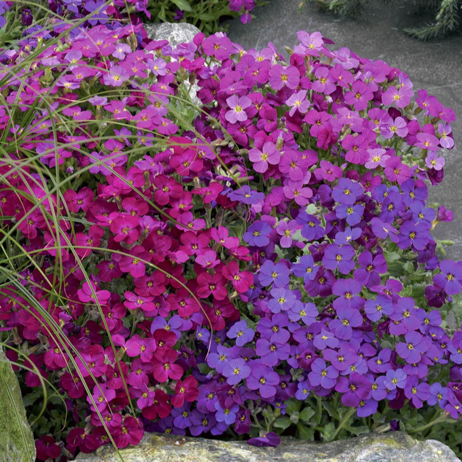 YouGarden Aubretia 'Royal' Plug Plants x12 - QVC UK