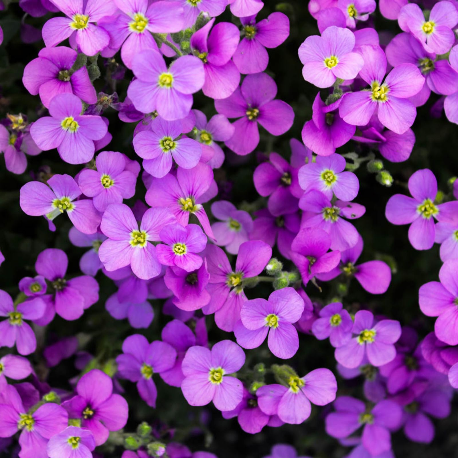 YouGarden Aubretia 'Royal' Plug Plants x12 - QVC UK
