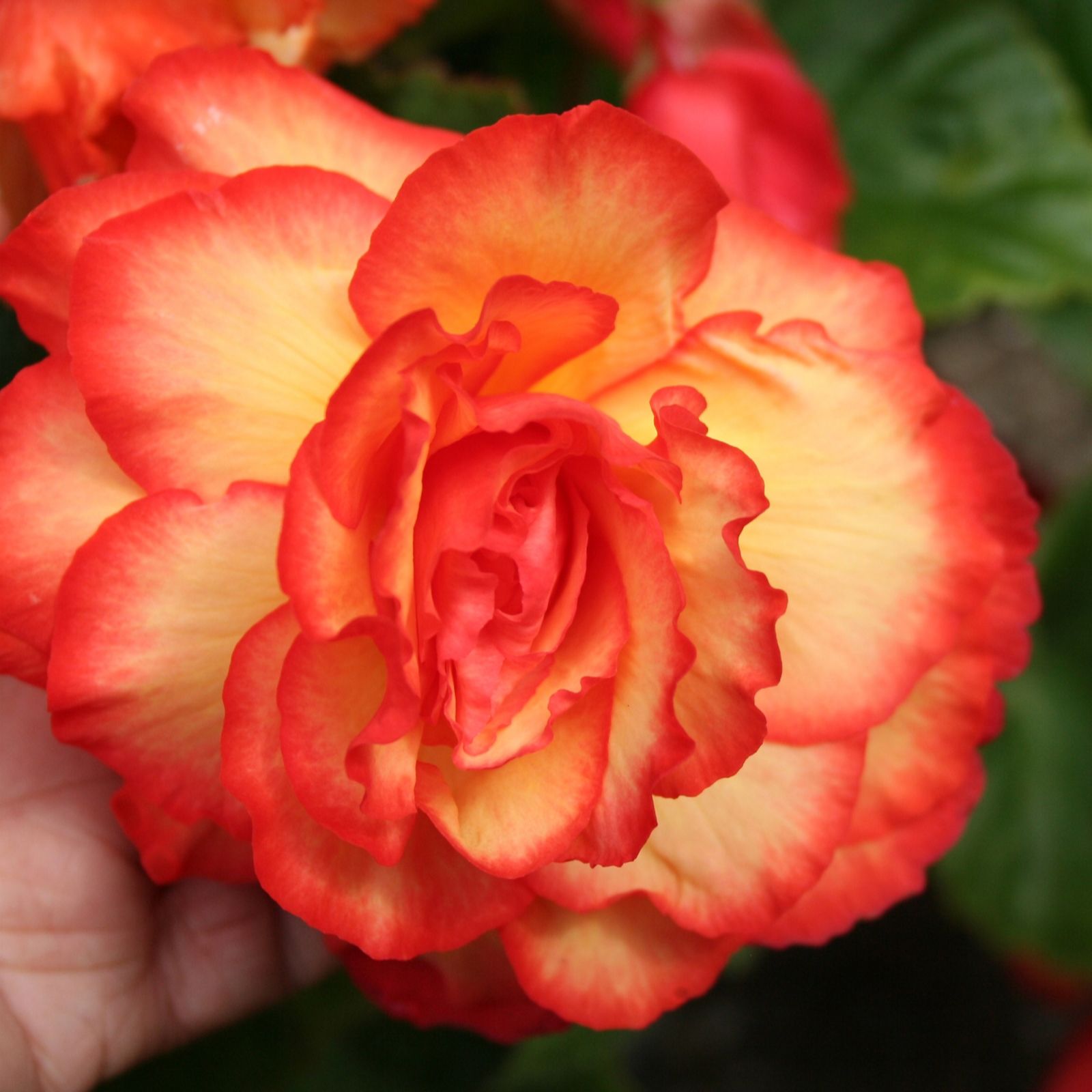 Thompson & Morgan Begonia Cascading Fireball 10 Tubers - QVC UK