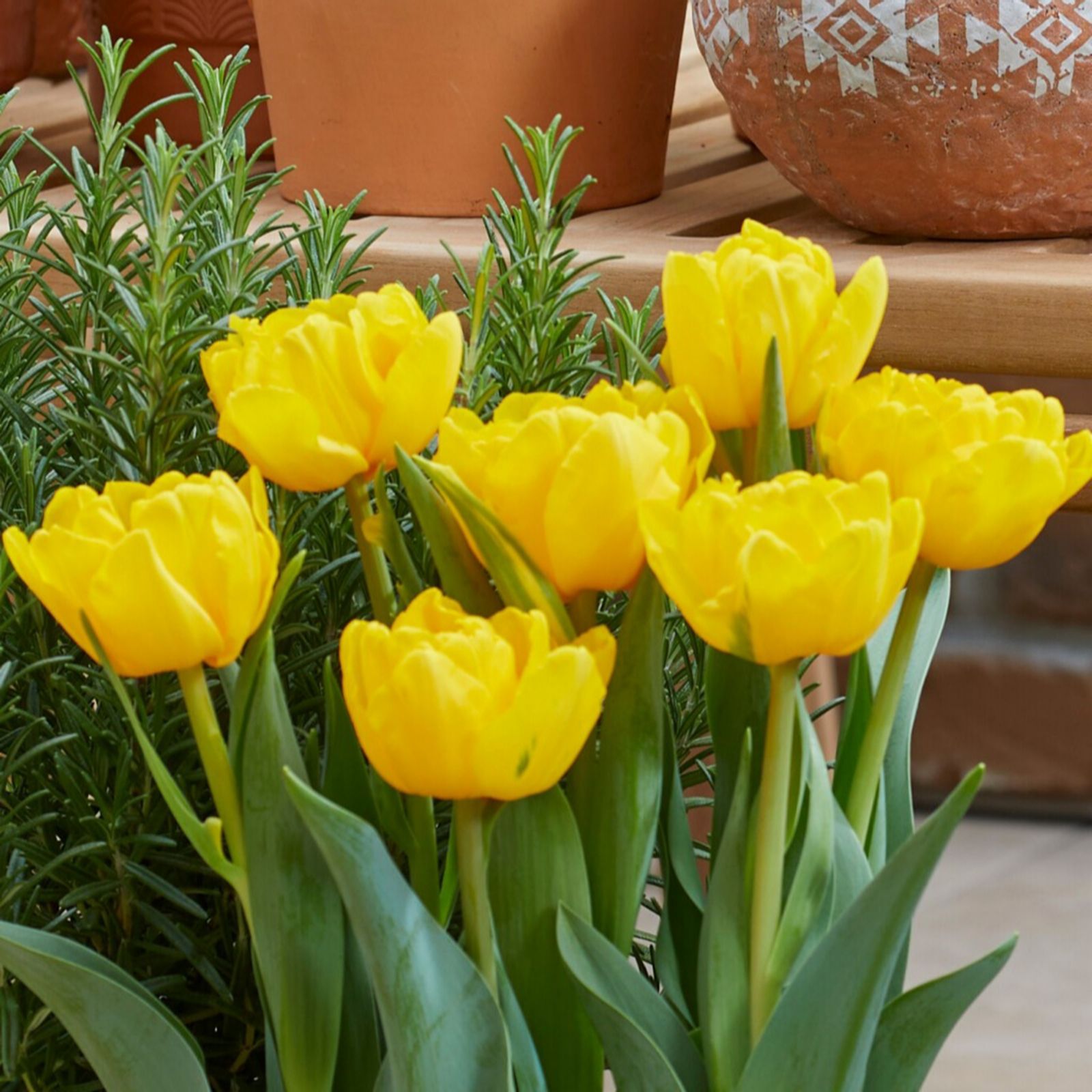Thompson & Morgan Tulip Sunspot 16 Bulbs - QVC UK