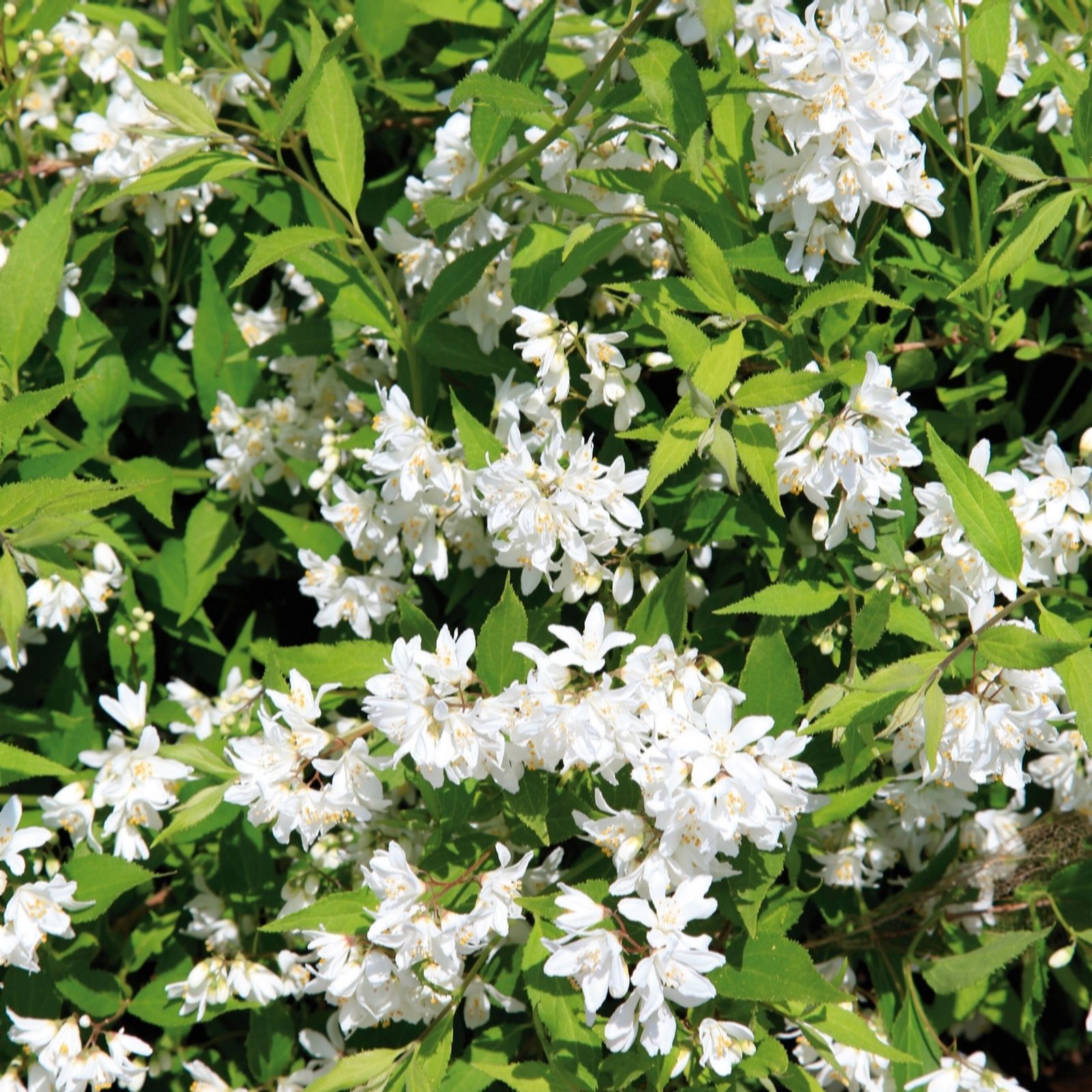 Plants2Gardens Deutzia Yuki Snowflake 4.5ltr - QVC UK