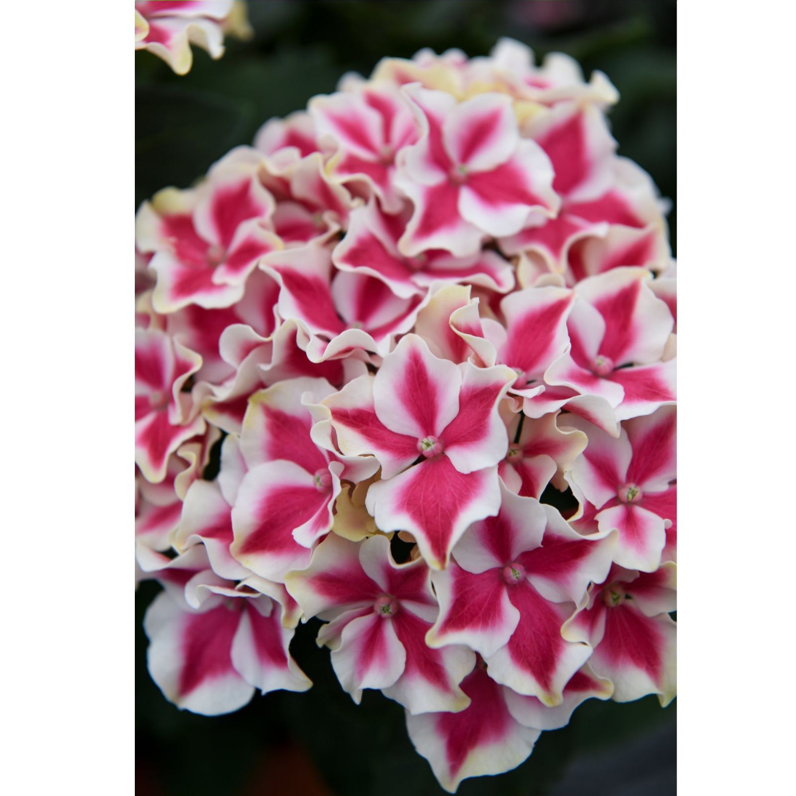 Thompson & Morgan Hydrangea bicolor Camilla 10.5cm Pot x 2 - QVC UK