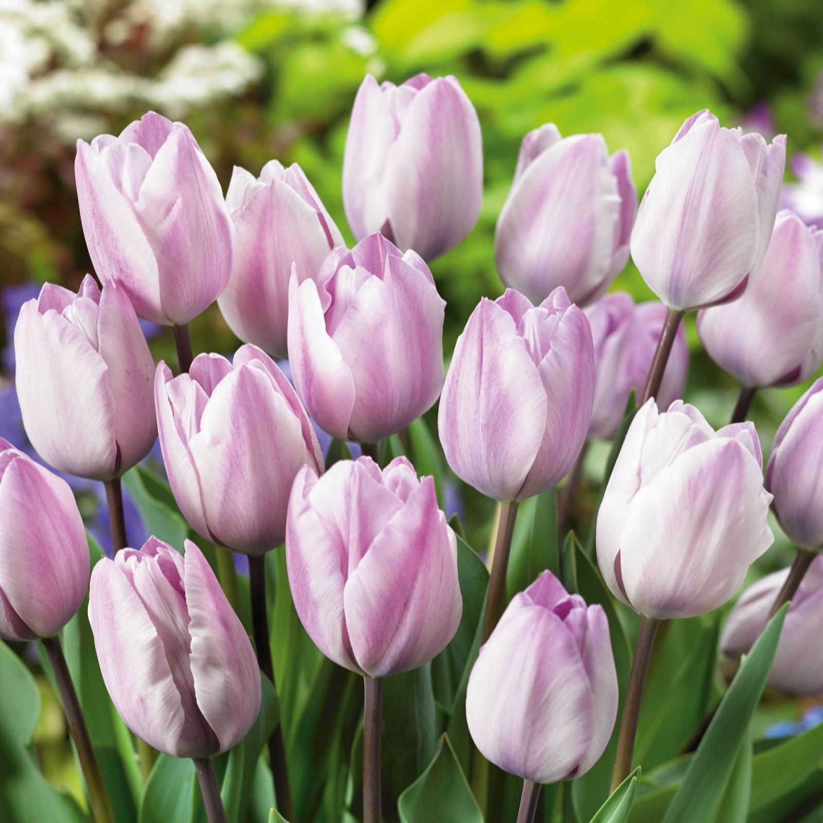 Plants2Gardens Tulip Jacuzzi 20 x 12+ - QVC UK