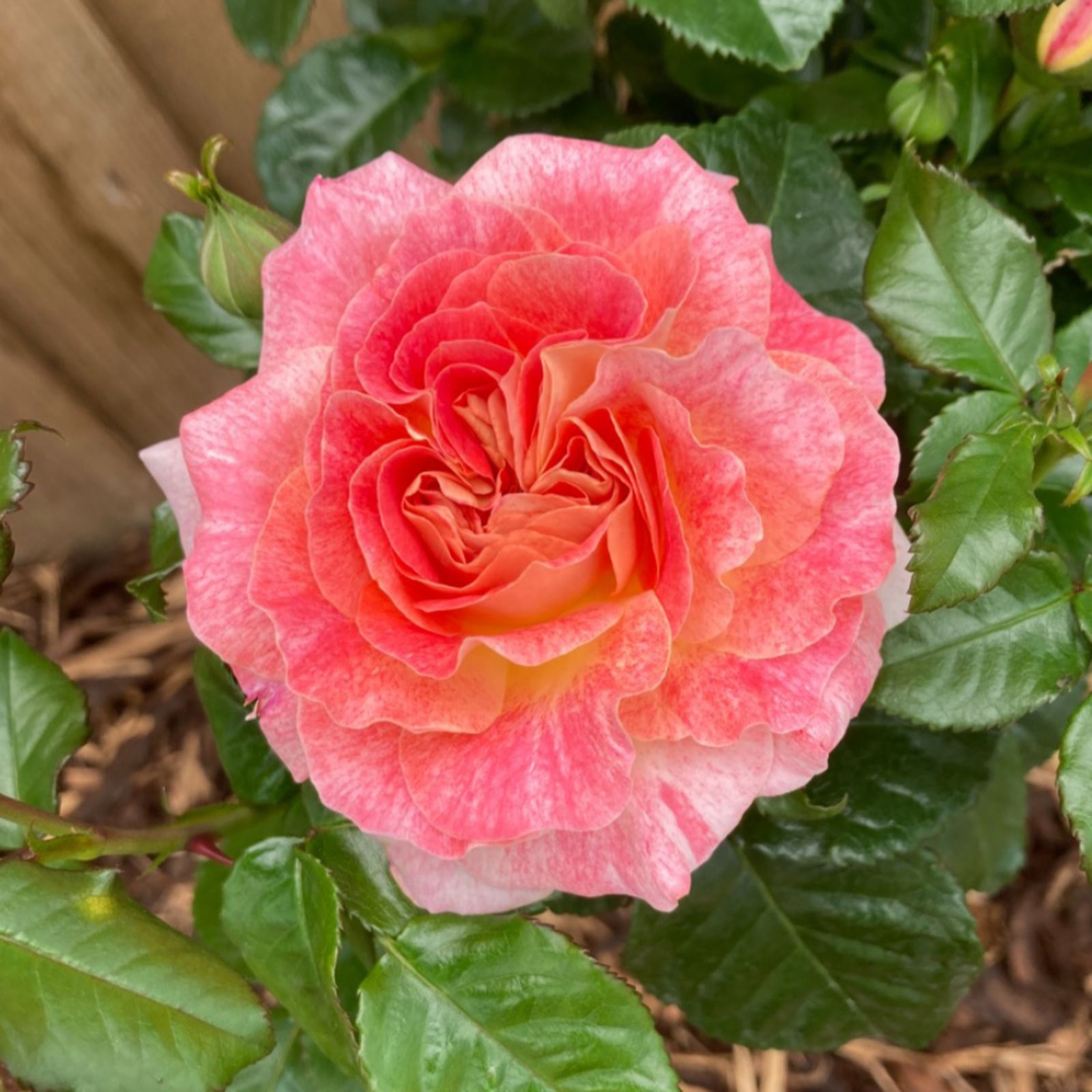 Harkness Roses Designer Sunset 3L-4L Pot - QVC UK