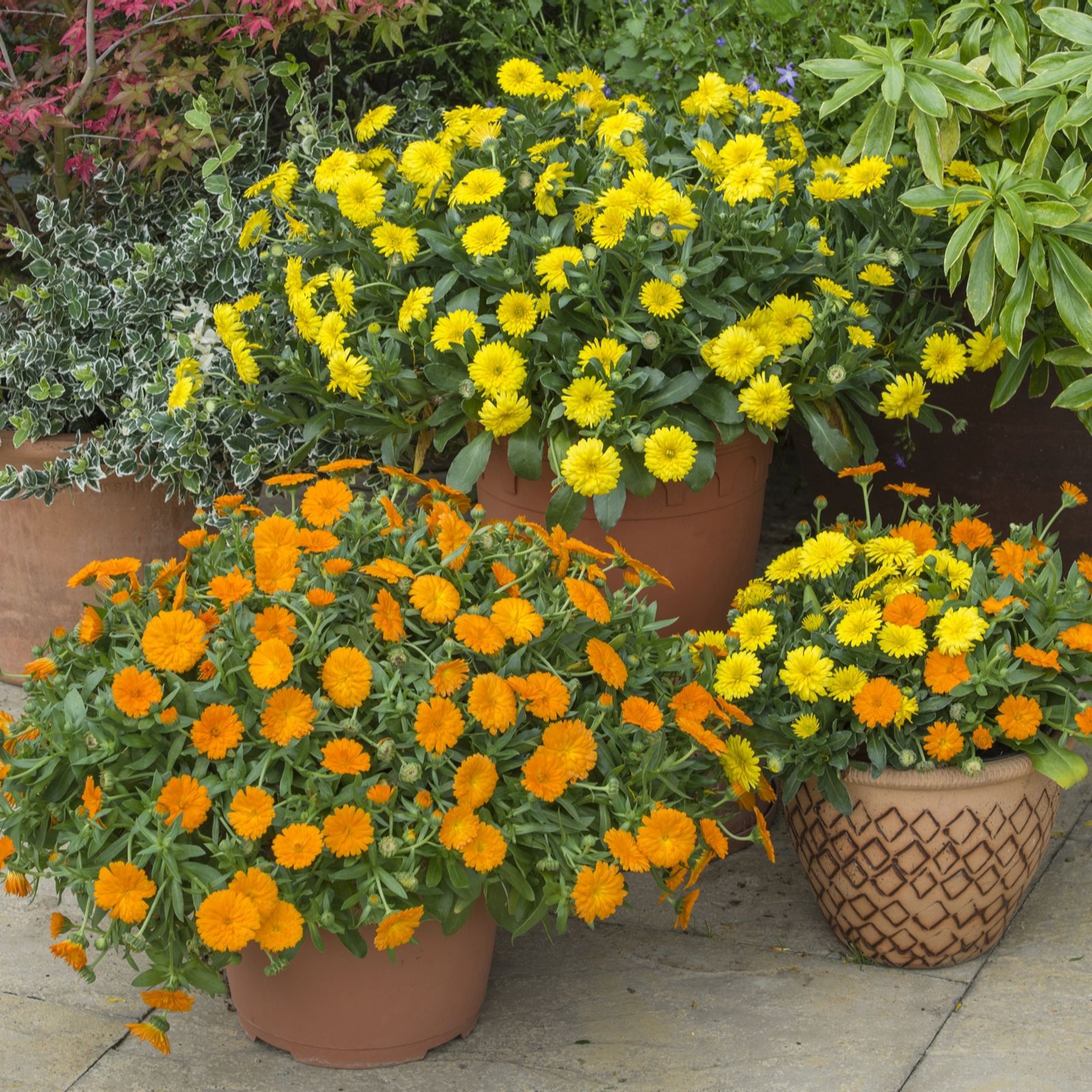 YouGarden Power Daisy Yellow & Tango jumbo plug plants x12 - QVC UK