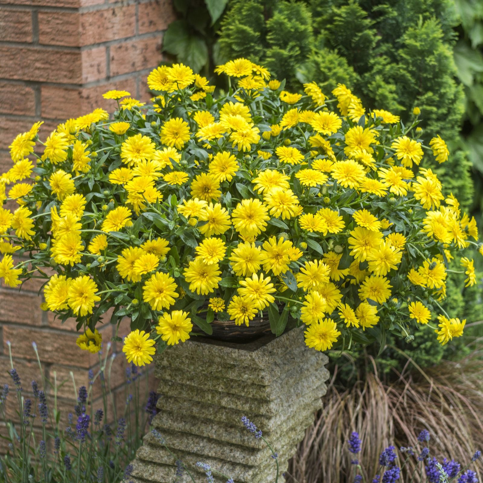 YouGarden Power Daisy Yellow & Tango jumbo plug plants x12 - QVC UK