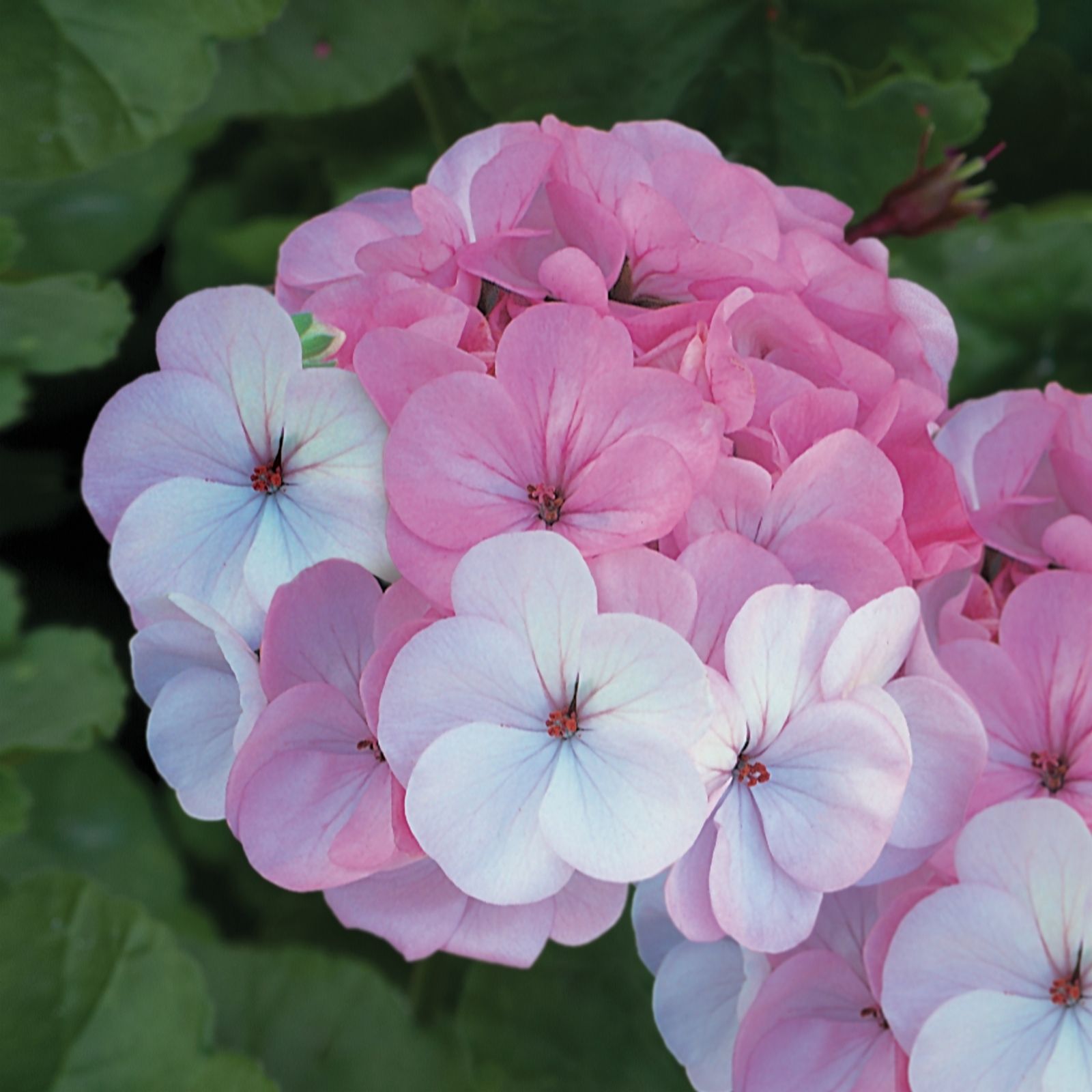 6 x de Jager Horizon Geraniums 4.5cm Young Plants - QVC UK