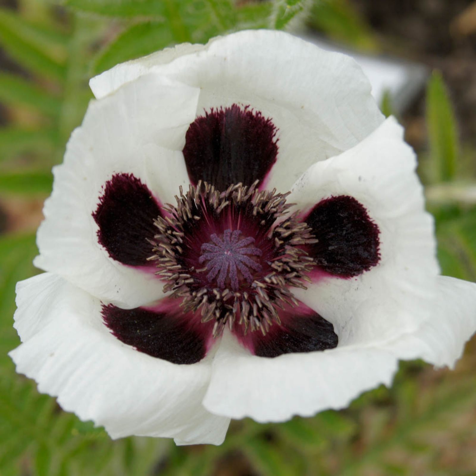 YouGarden Poppy (Papaver) 'Orientale Checkers' 9cm Pots x3 - QVC UK