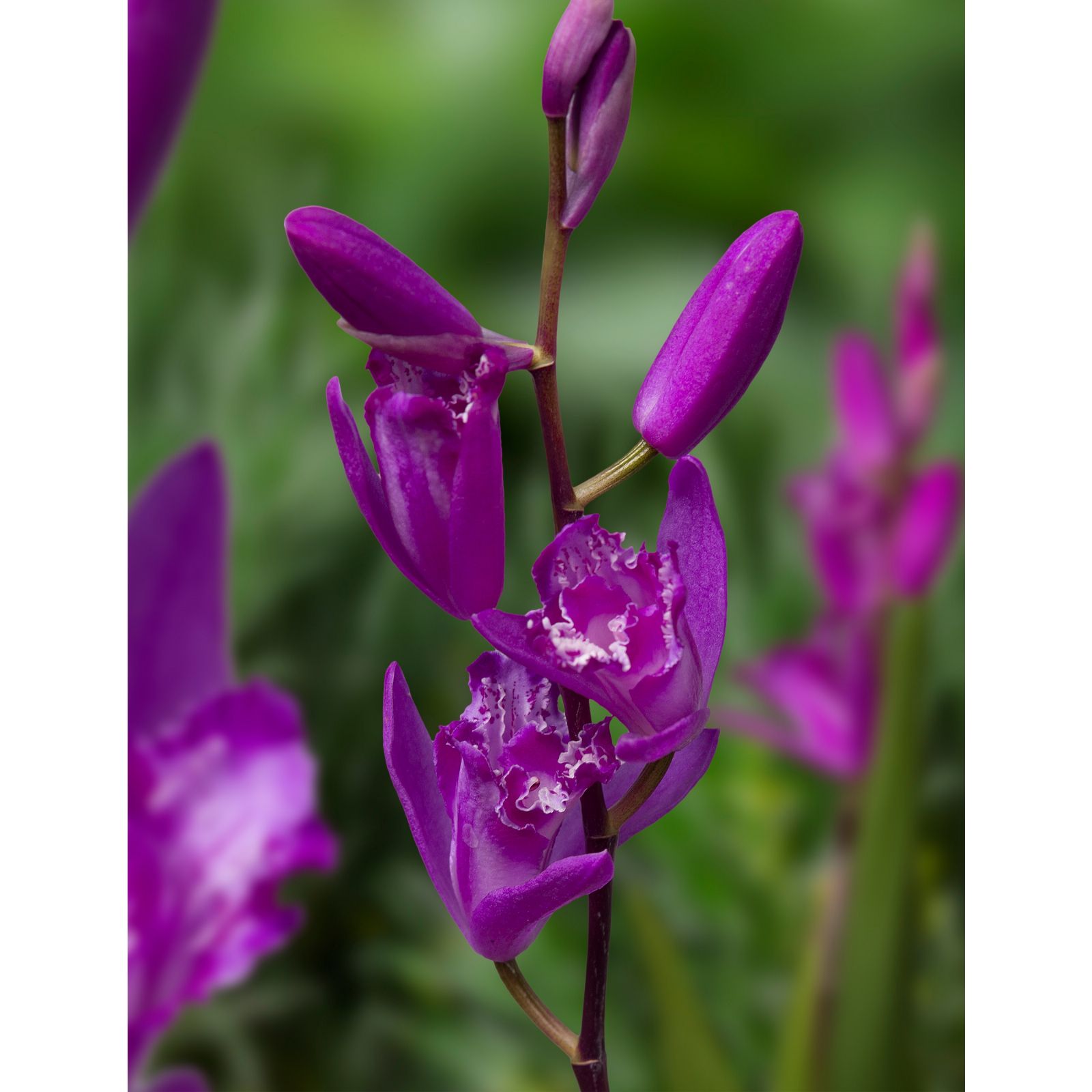 Hayloft Plants Bletilla Woodland Trio 3 Bare Roots - QVC UK