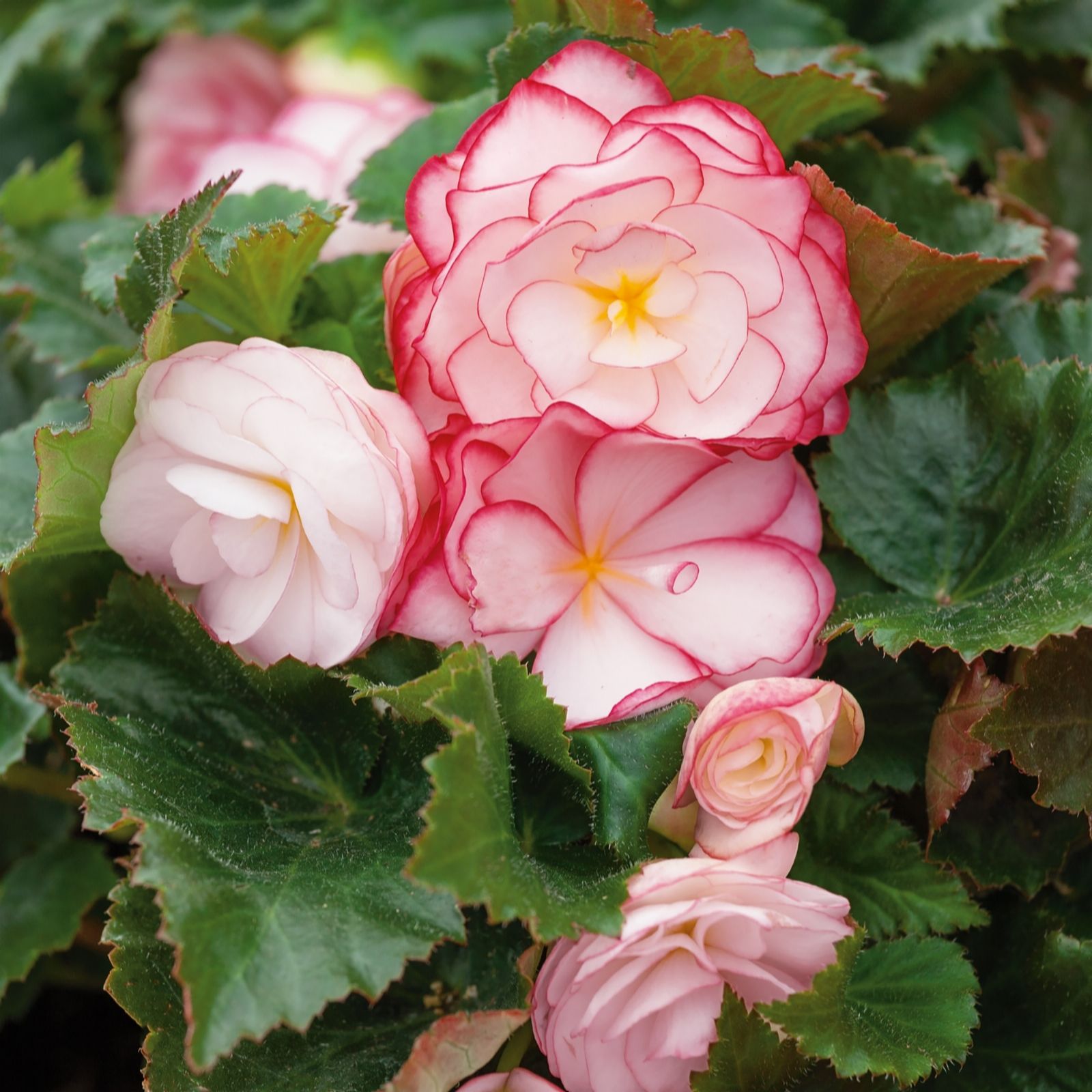 Plants2Gardens Begonia Pink Halo 6x 6cm - QVC UK