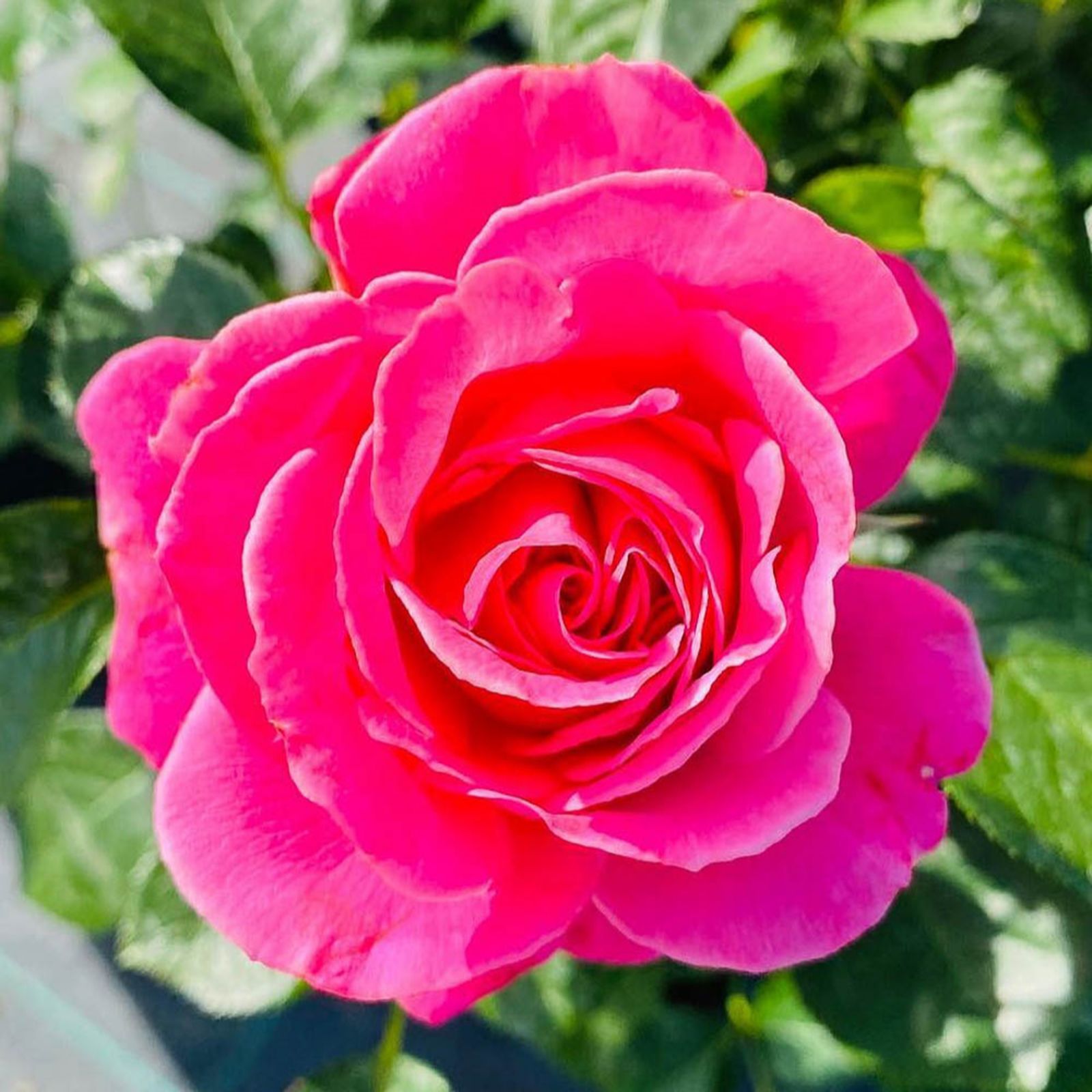 Harkness Roses Gemma 3L-4L Pot - QVC UK