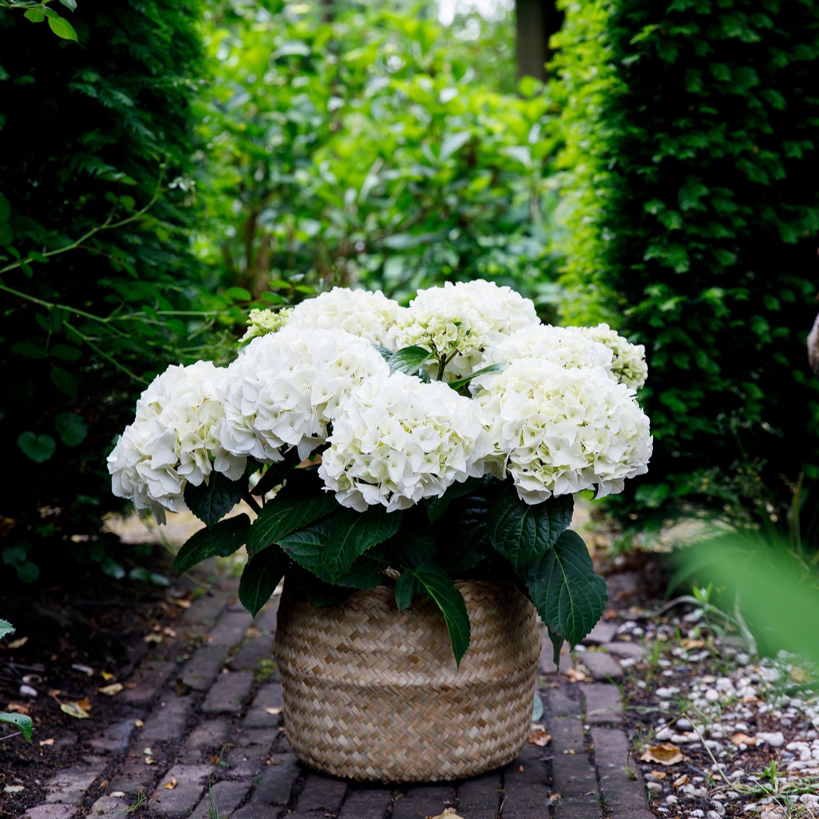Plants2Gardens Hydrangea Forever & Ever 2ltr - QVC UK