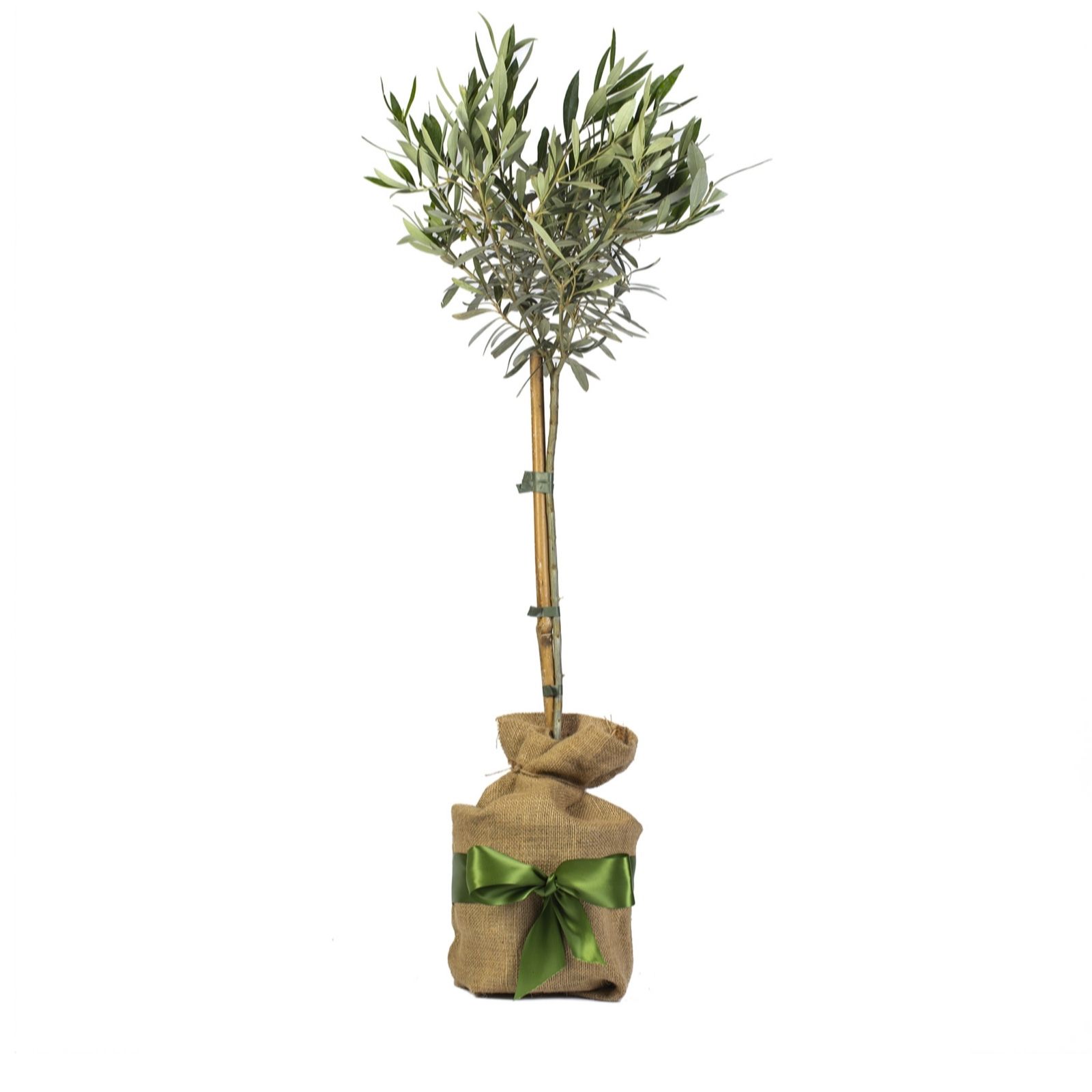 YouGarden Standard Olive Tree Gift Wrapped - QVC UK