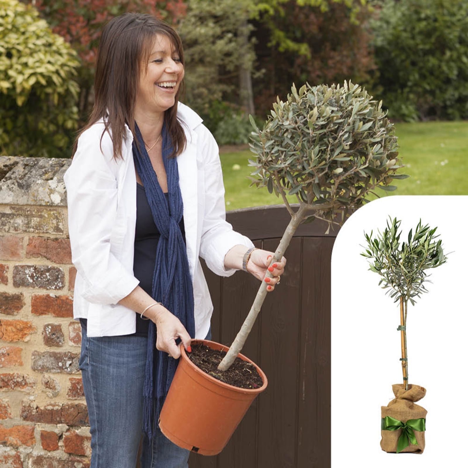 YouGarden Standard Olive Tree Gift Wrapped - QVC UK