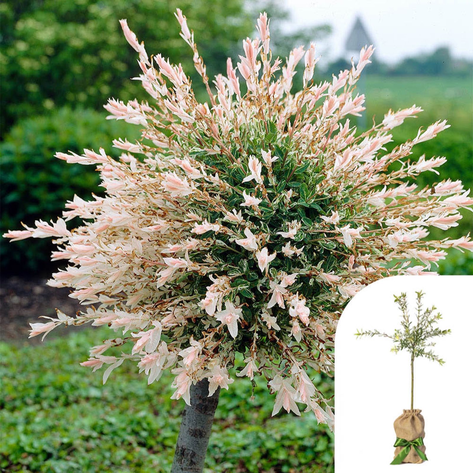 YouGarden Salix 'Hakuru Nishiki' Standard 80-90cm Tall Gift Wrapped ...
