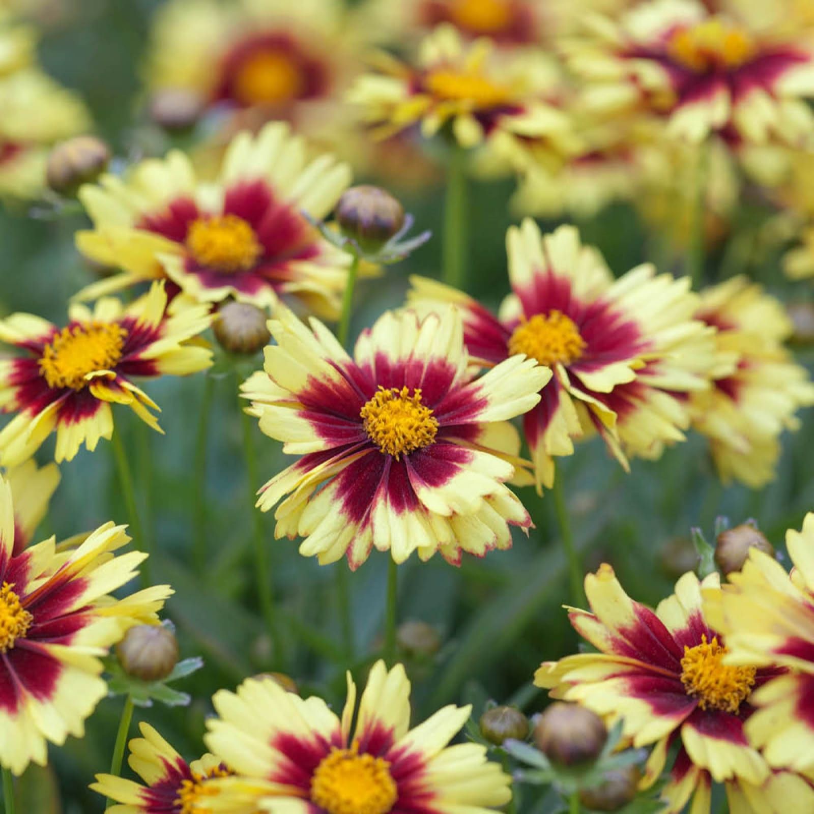 YouGarden Coreopsis Uptick Collection plug plants x6 - QVC UK