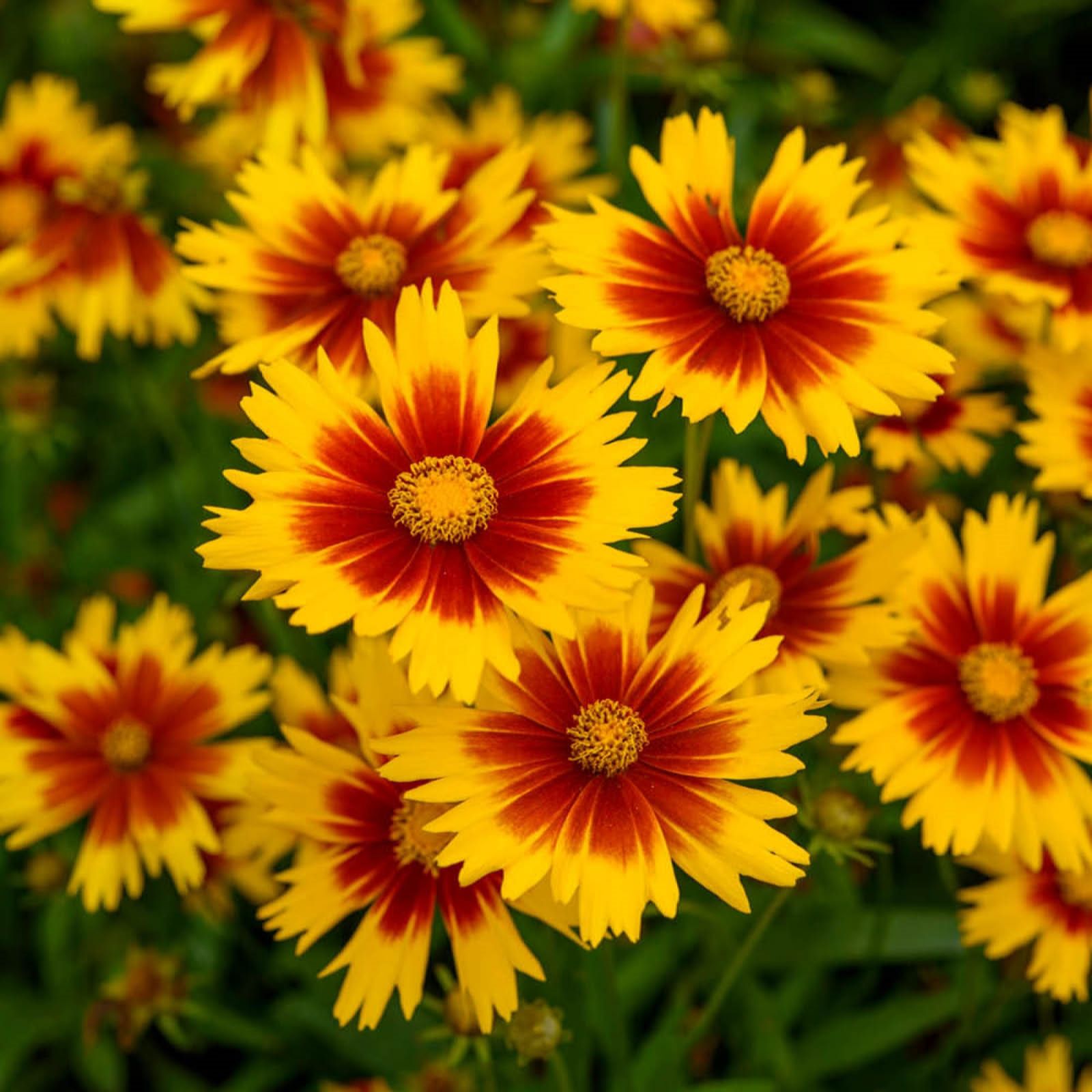 YouGarden Coreopsis Uptick Collection plug plants x6 - QVC UK