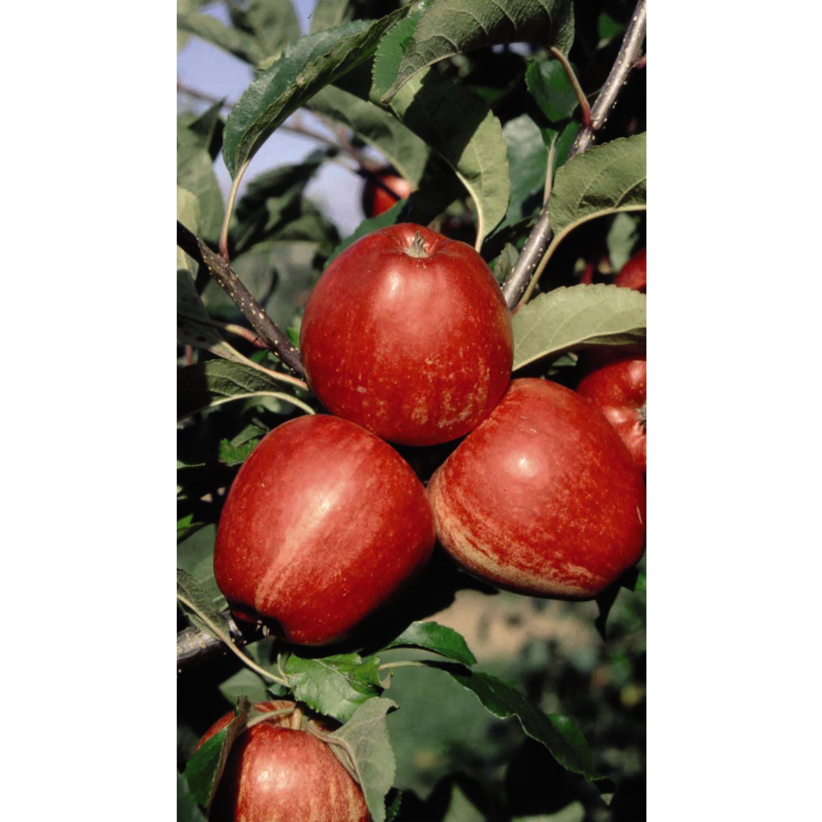Thompson & Morgan Apple (Malus) Mini Gala 9cm Pot x 1 - QVC UK