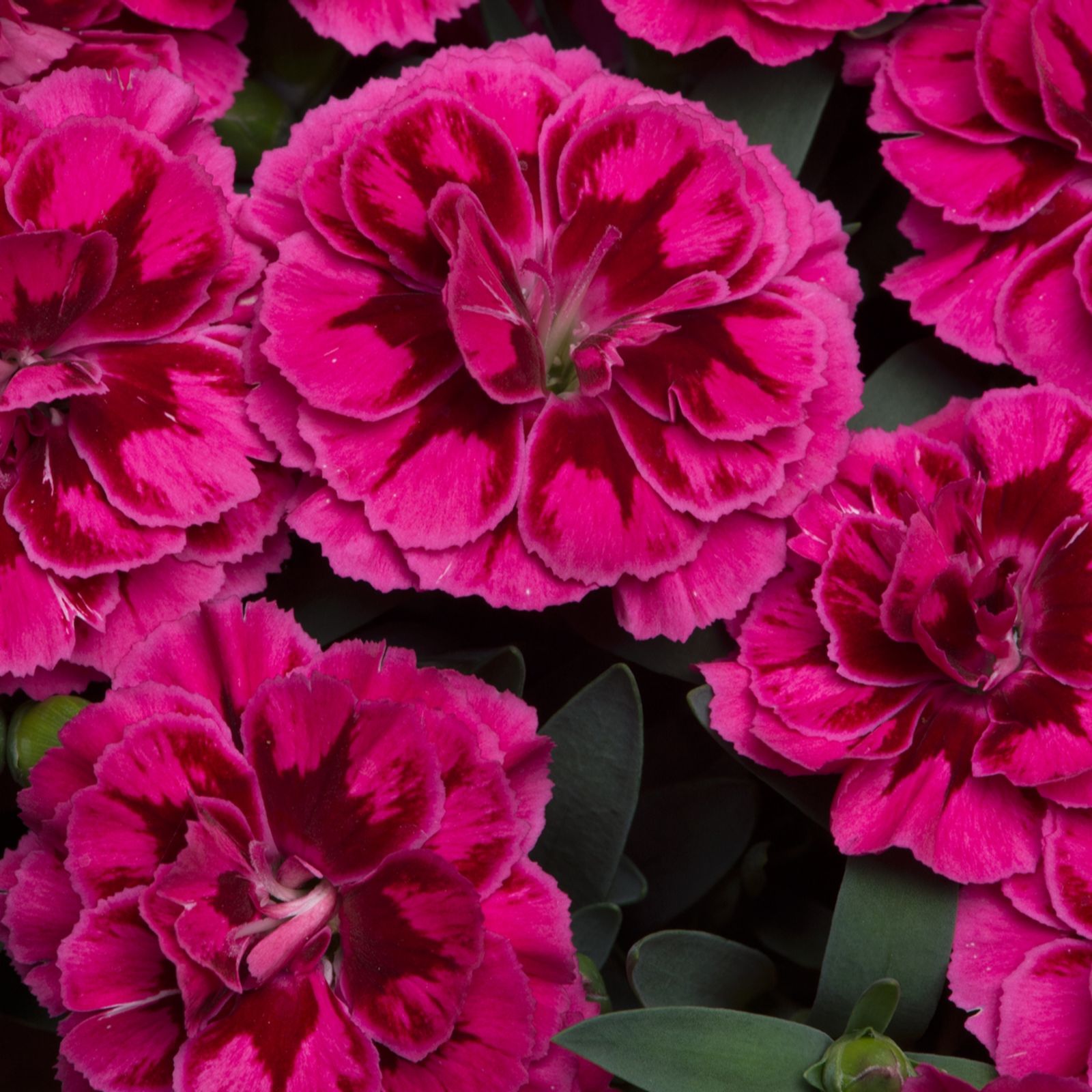 Plants2Gardens Dianthus Oscar Collection - QVC UK