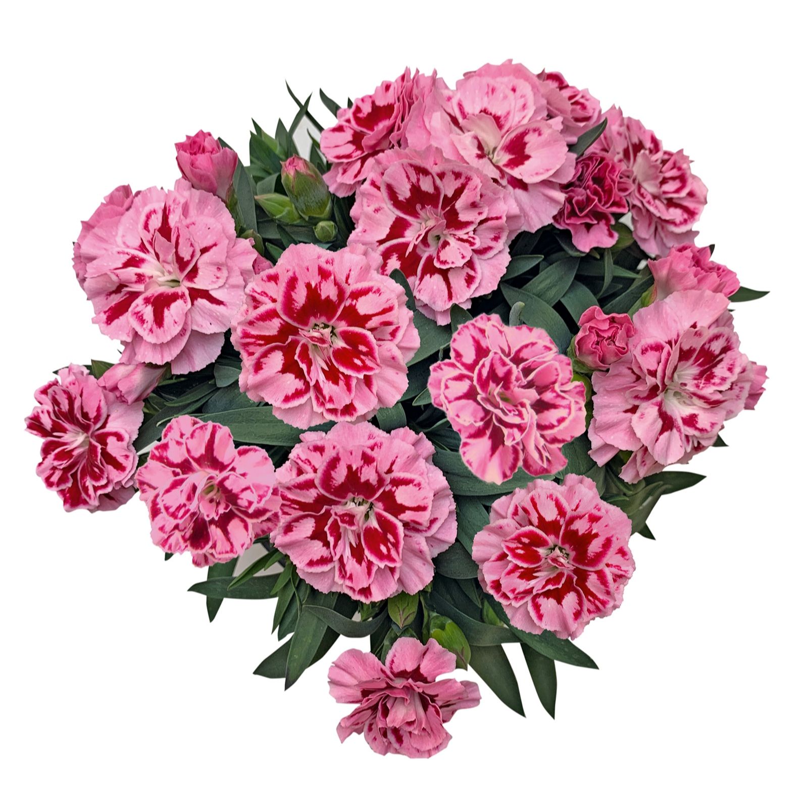 Plants2Gardens Dianthus Oscar Collection - QVC UK