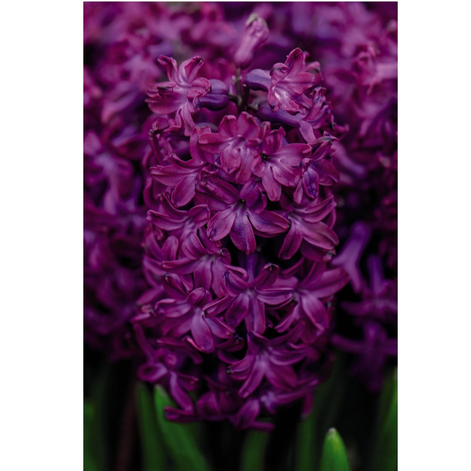 Thompson & Morgan Dark Bulb Collection 74 Bulbs - QVC UK