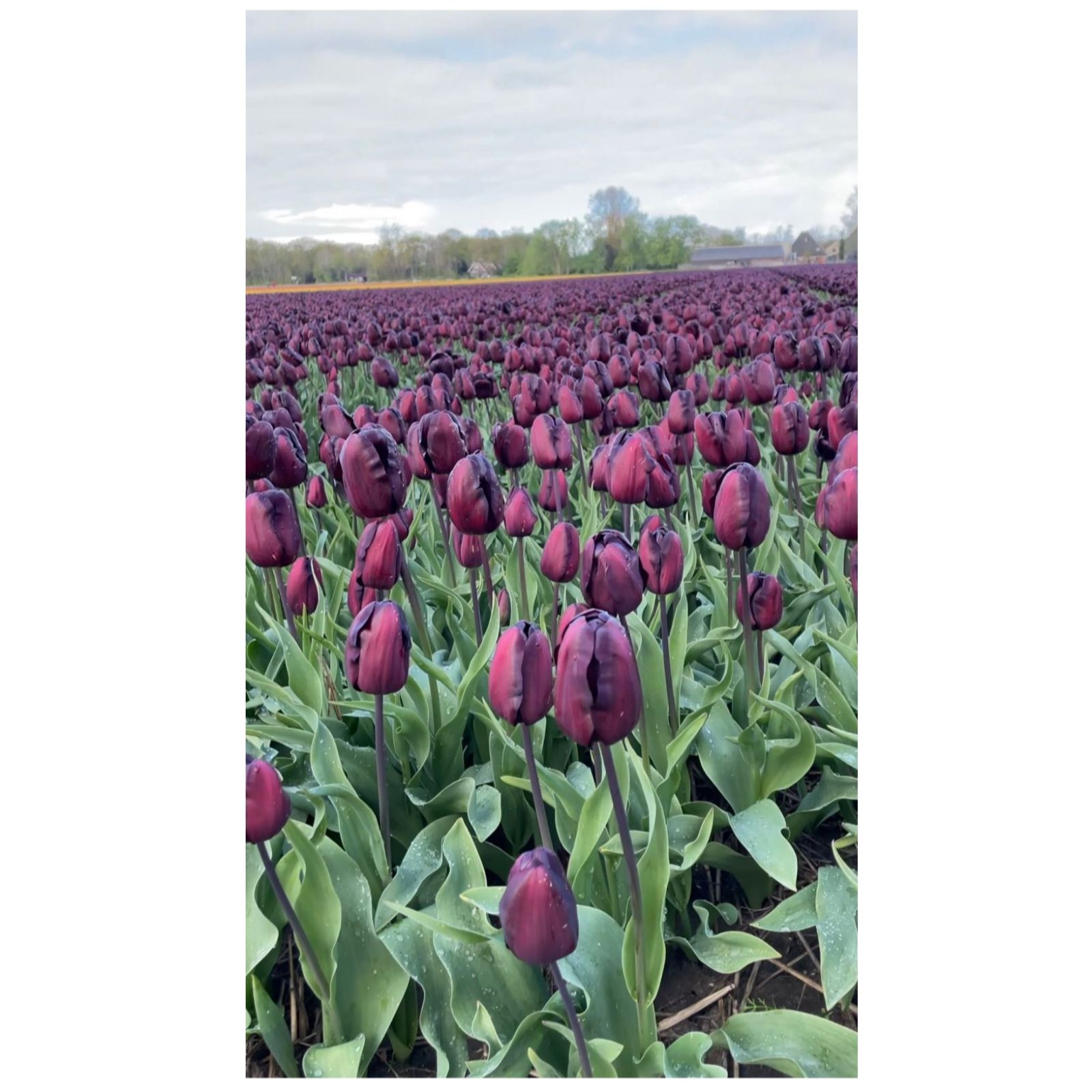 Thompson & Morgan Dark Bulb Collection 74 Bulbs - QVC UK