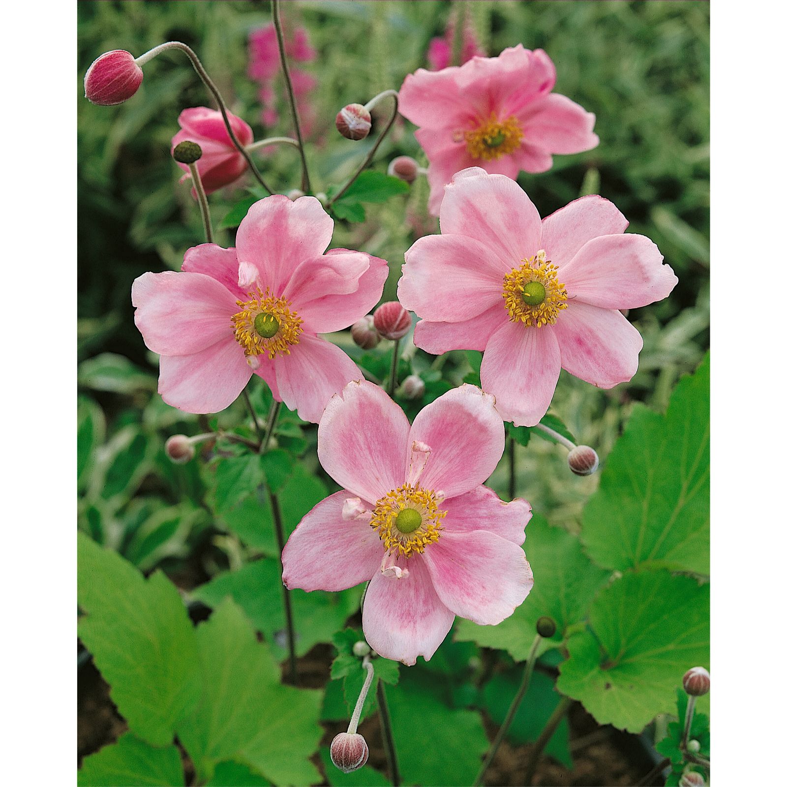 Plants2Gardens Anemone Collection 2 Litre Pots x 3 - QVC UK