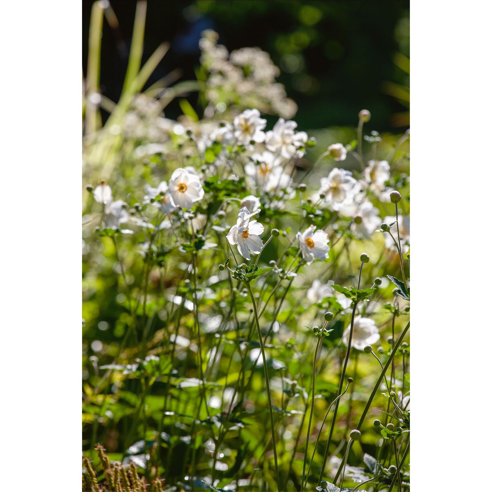 Plants2Gardens Anemone Collection 2 Litre Pots x 3 - QVC UK