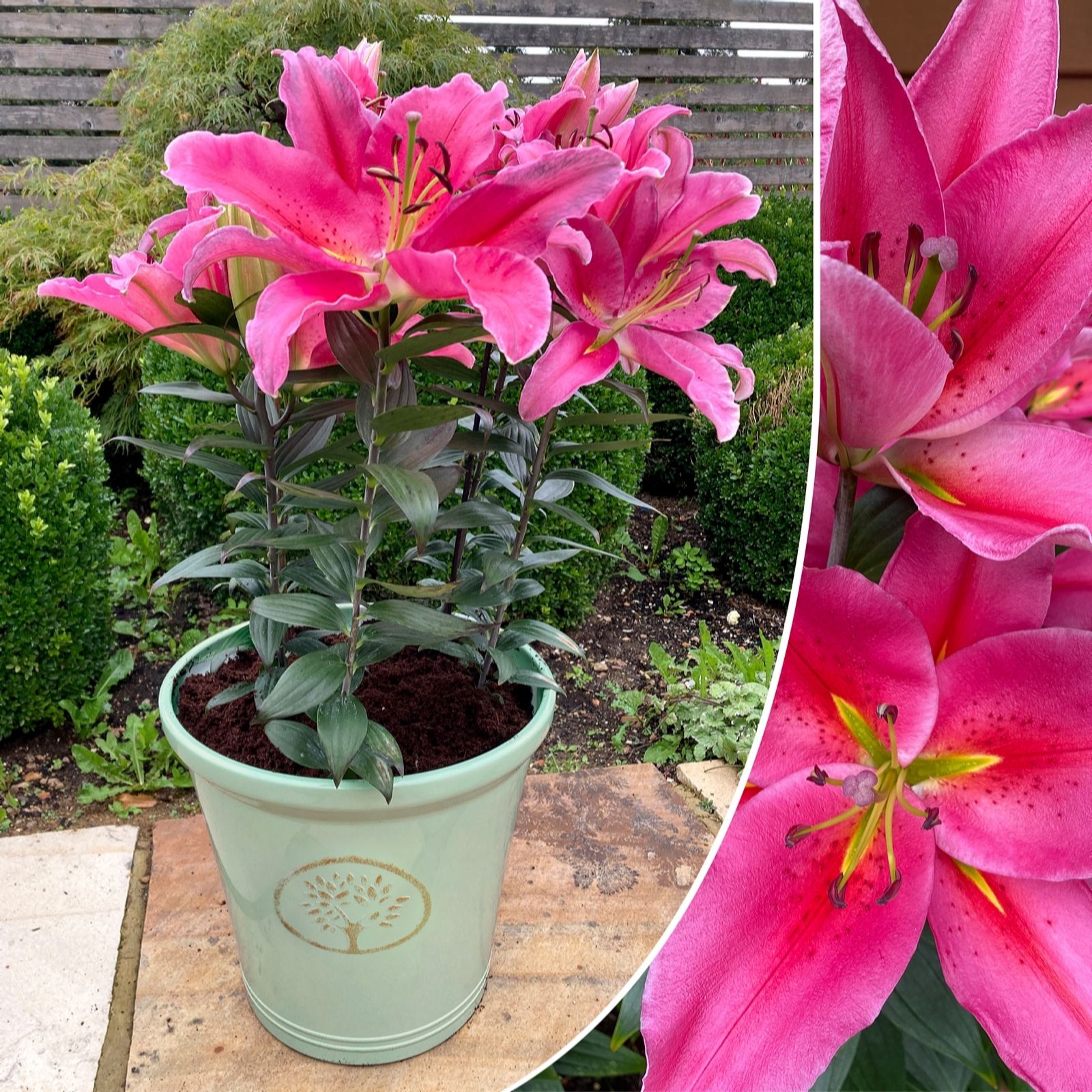 Richard Jackson 37.5cm Planter with Easy Compost & Lily Bulbs - QVC UK