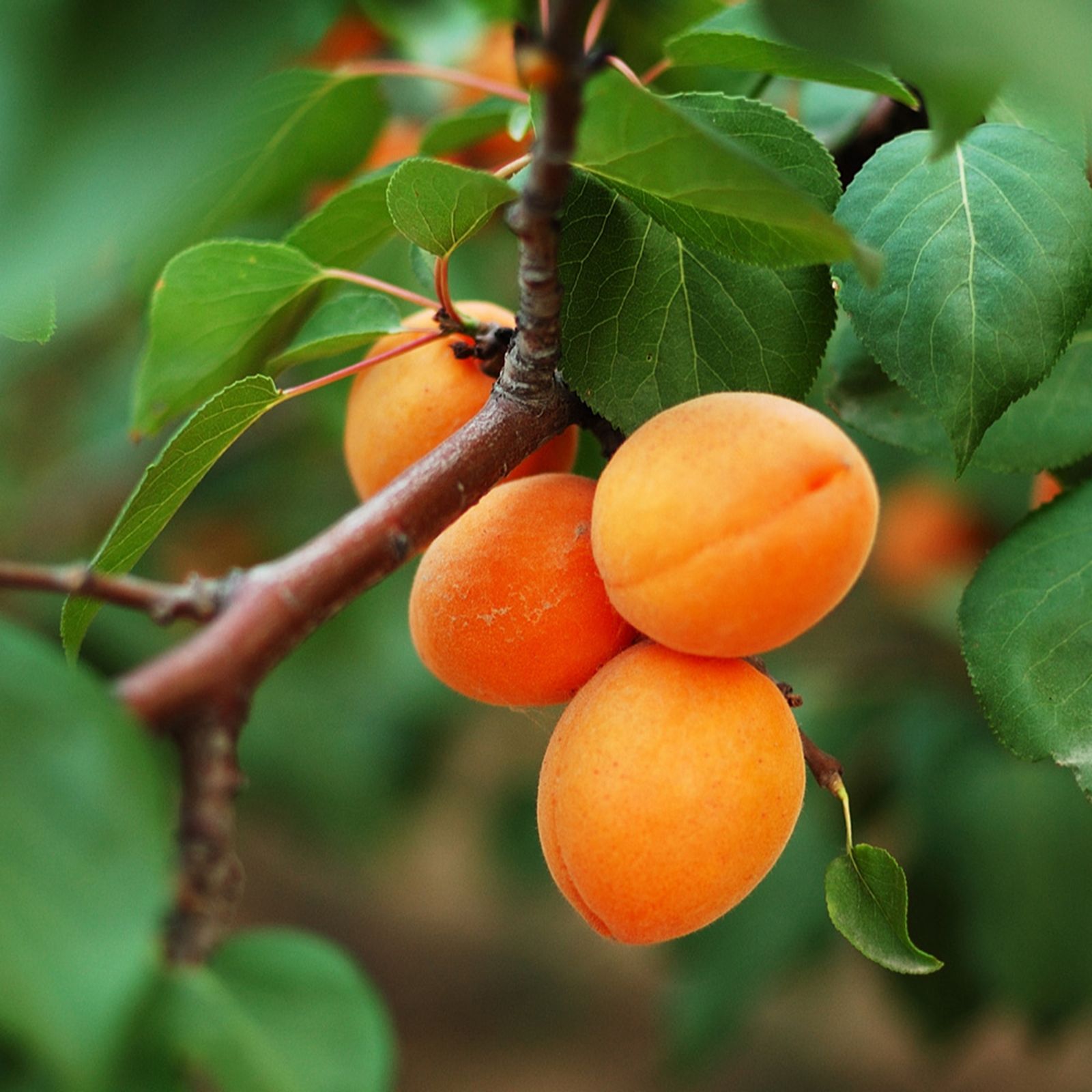 YouGarden Patio Tree Apricot Aprigold bare root - QVC UK